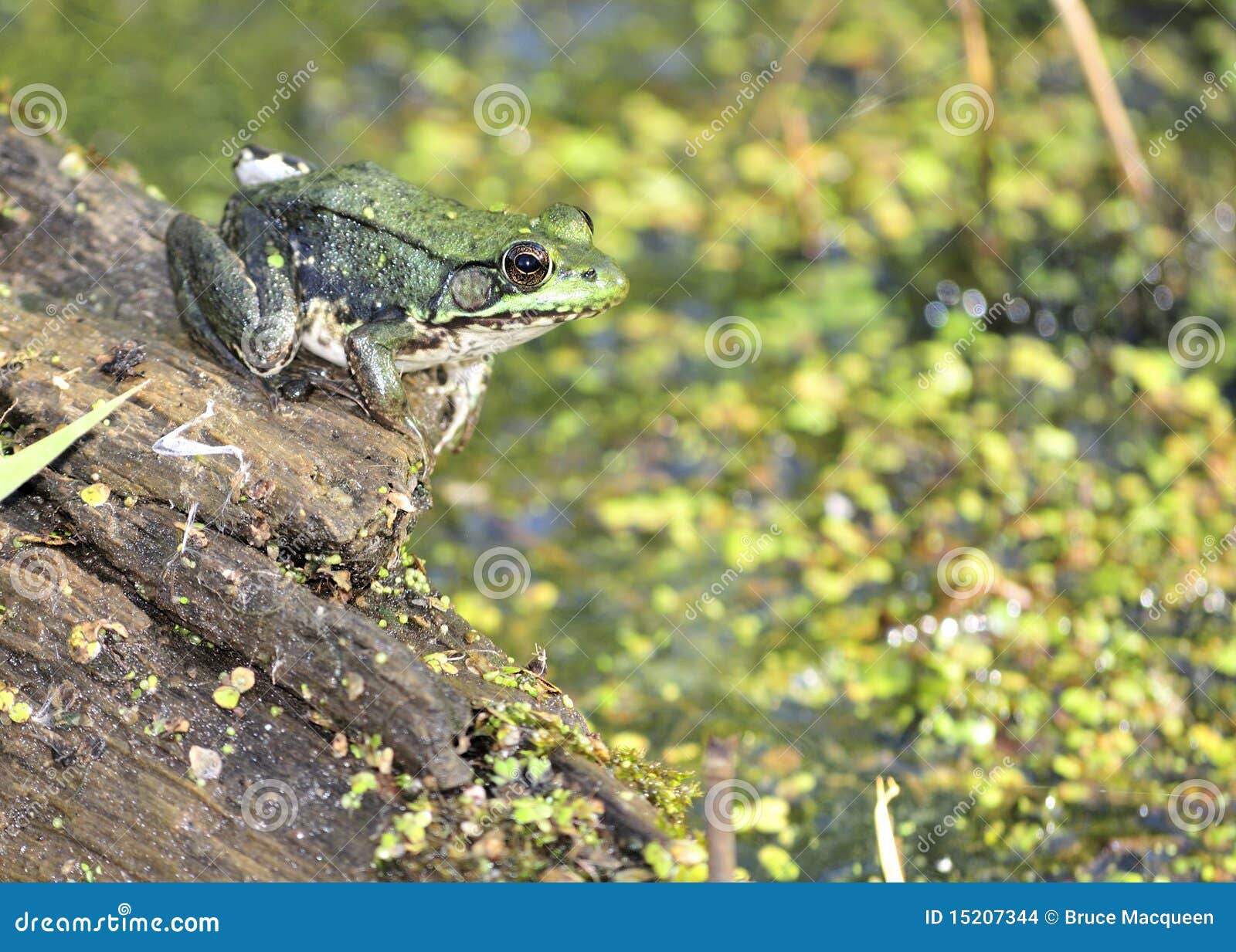 Bullfrog on a Log stock photo. Image of wildlife, frog - 15207344
