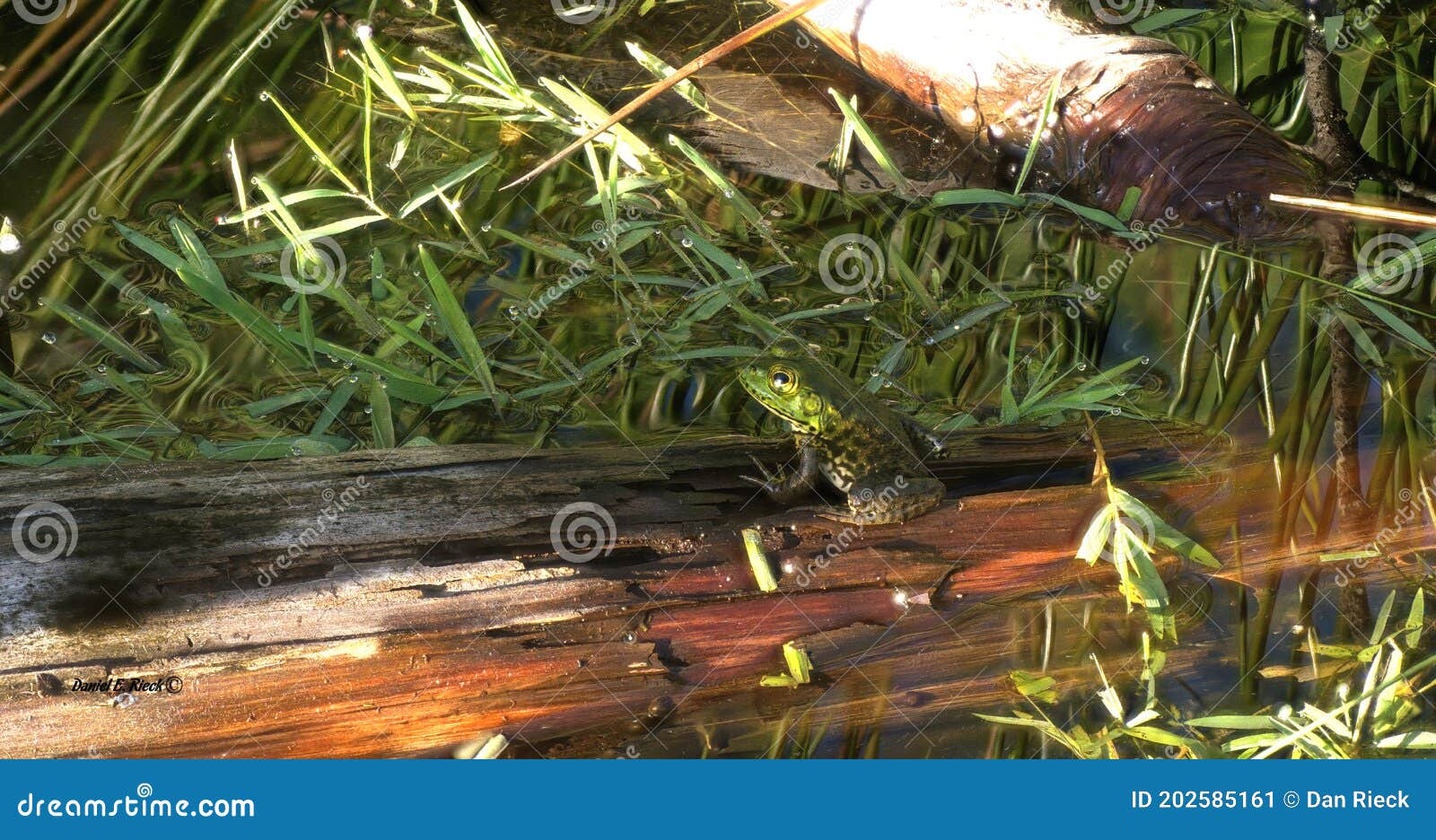 Bullfrog on a Log in Florida Stock Image - Image of grass, produce ...