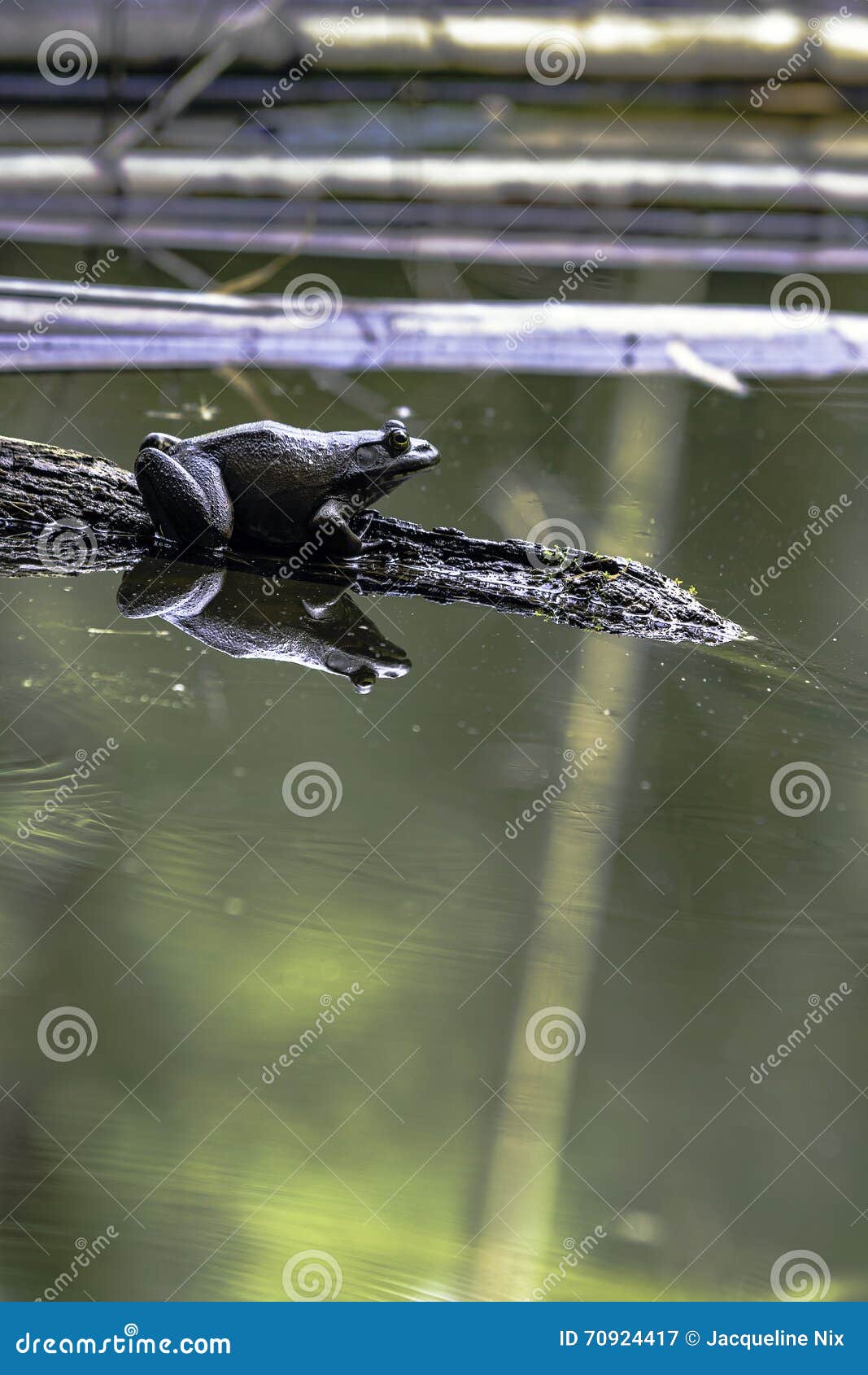 Bullfrog on a Log with Reflection - Vertical Stock Image - Image of ...