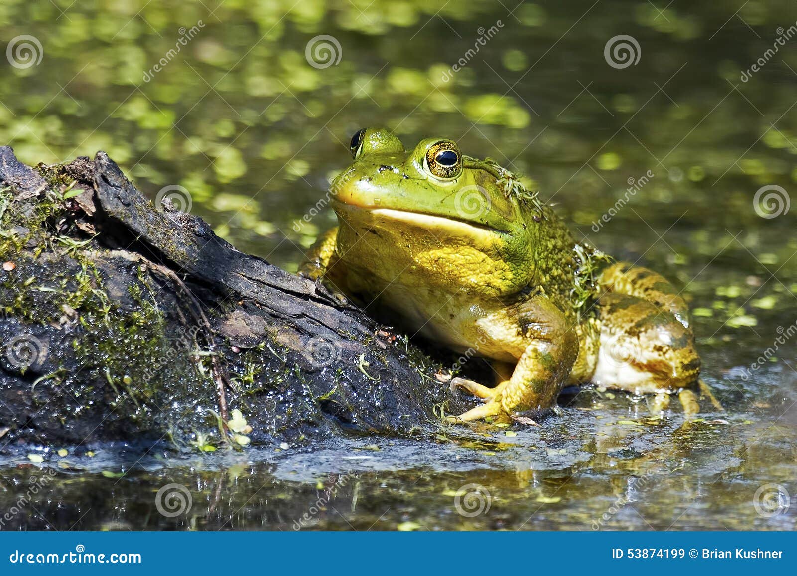 Bullfrog on Log stock image. Image of eyes, wildlife - 53874199