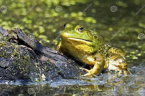 Bullfrog on Log stock image. Image of eyes, wildlife - 53874199