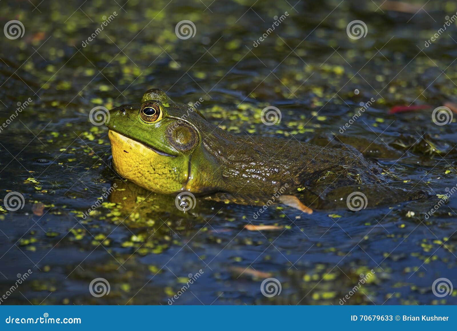 Bullfrog stock image. Image of pond, water, bullfrog - 70679633