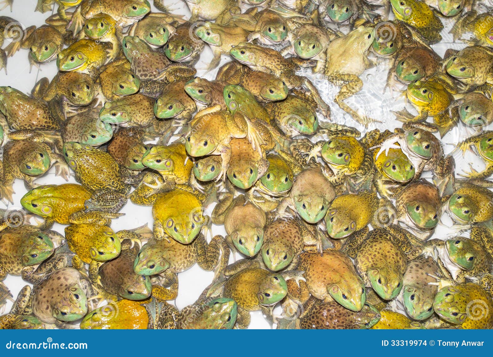 Bullfrog stock photo. Image of aquatic, bullfrog, farm - 33319974