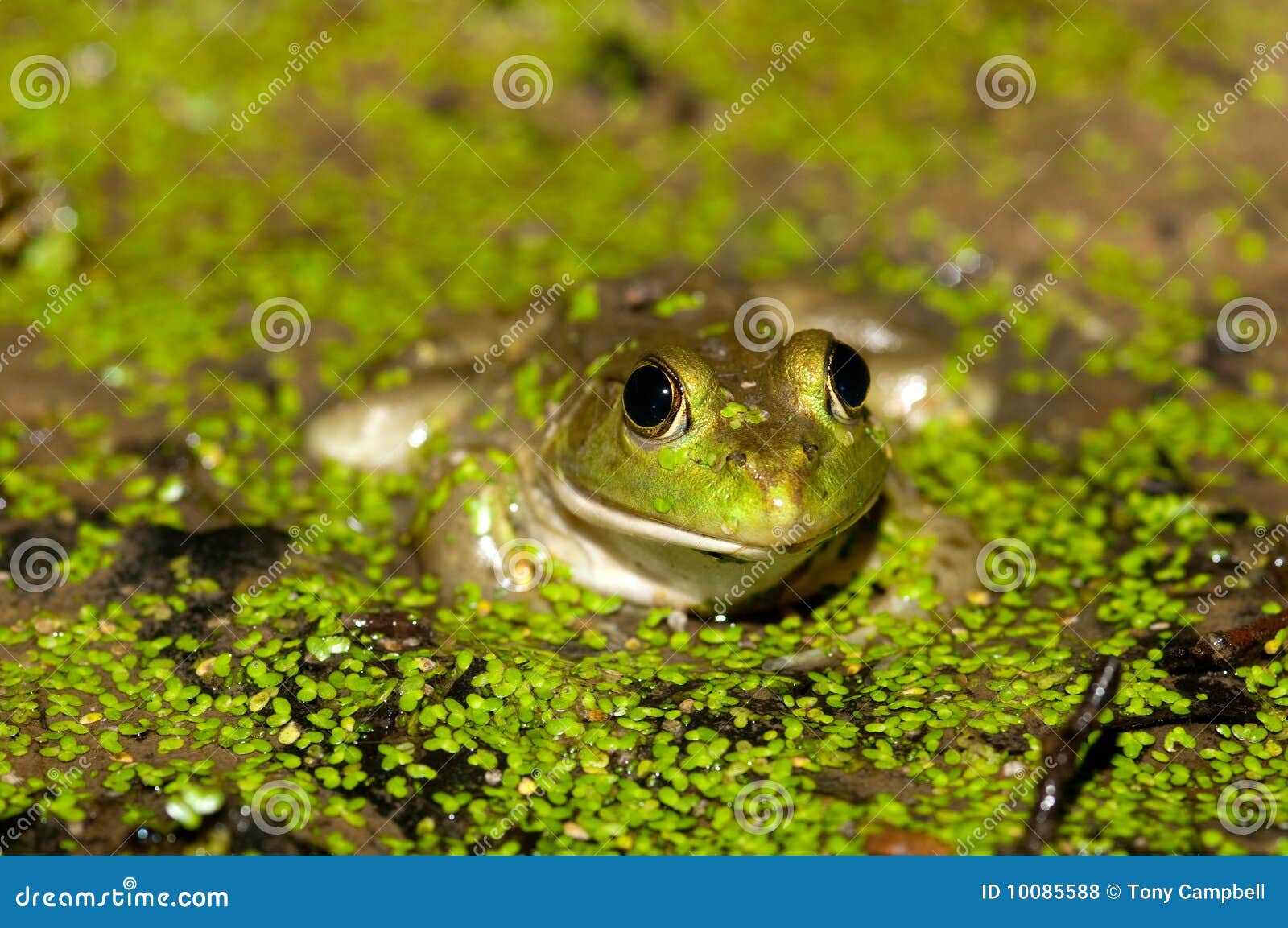 Bullfrog on a pond stock photo. Image of pond, night - 10085588