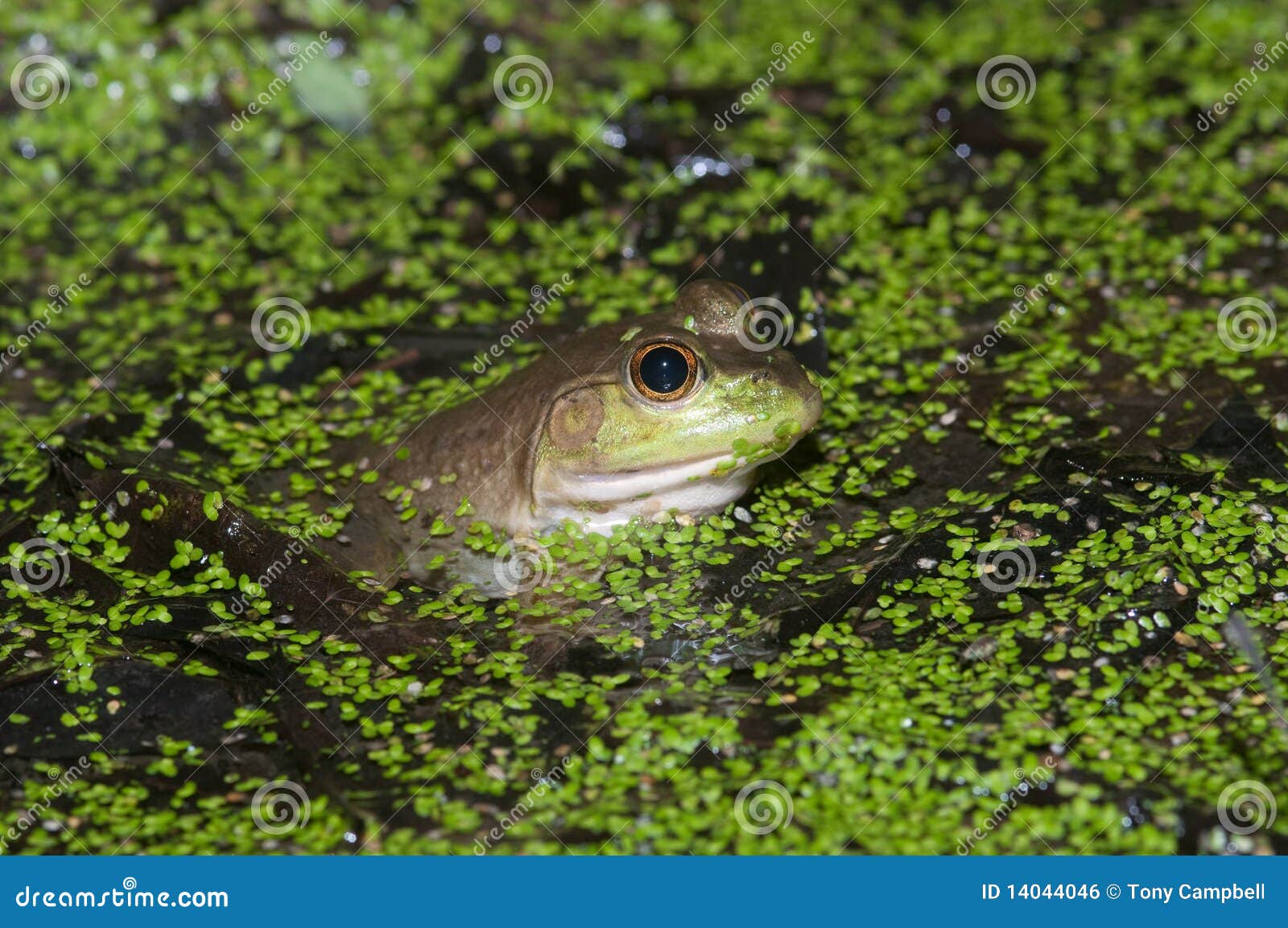 Bullfrog on a pond stock photo. Image of water, wildlife - 14044046