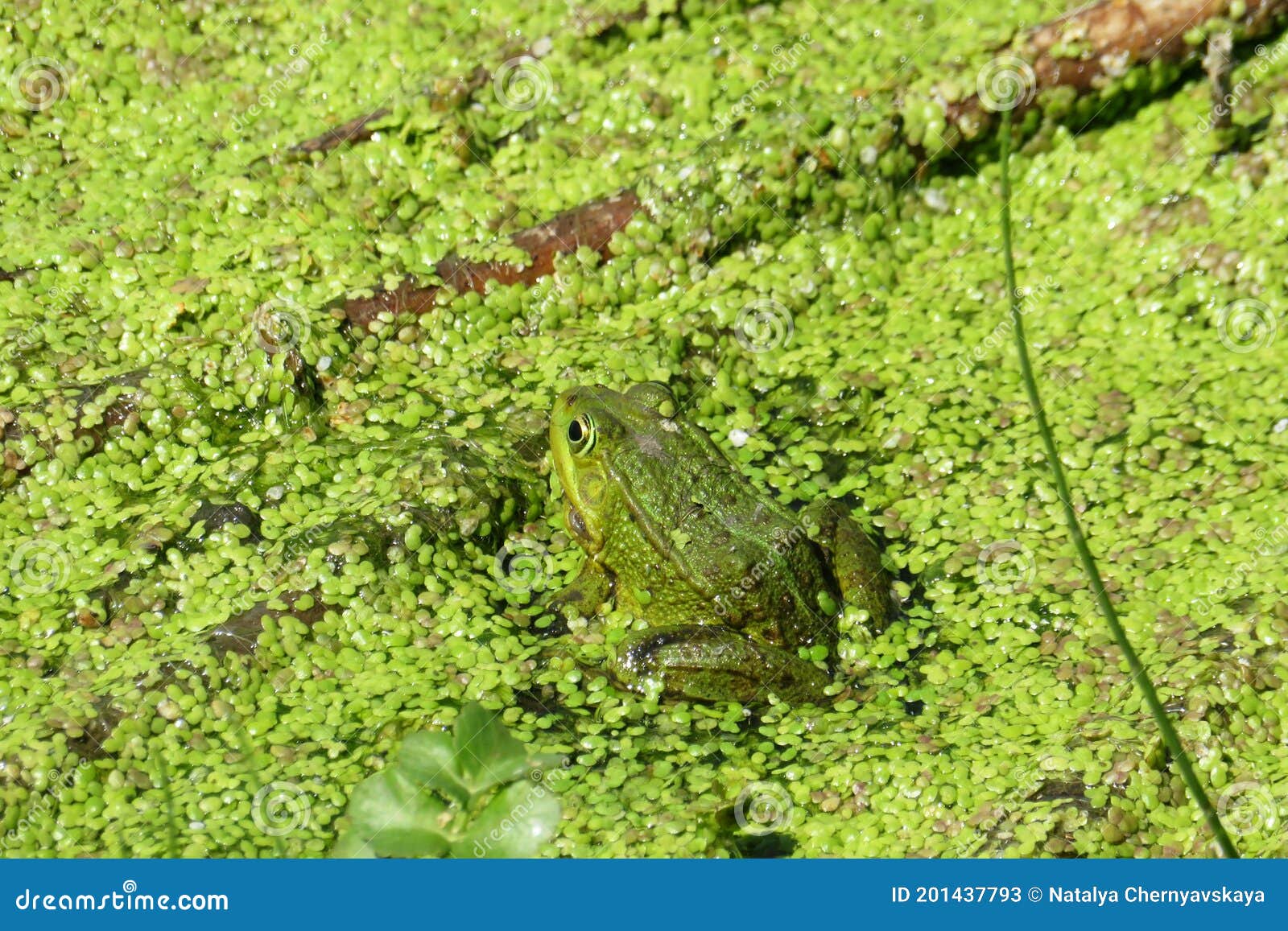 Bullfrog in the Pond, Closeup Stock Image - Image of nature, male ...