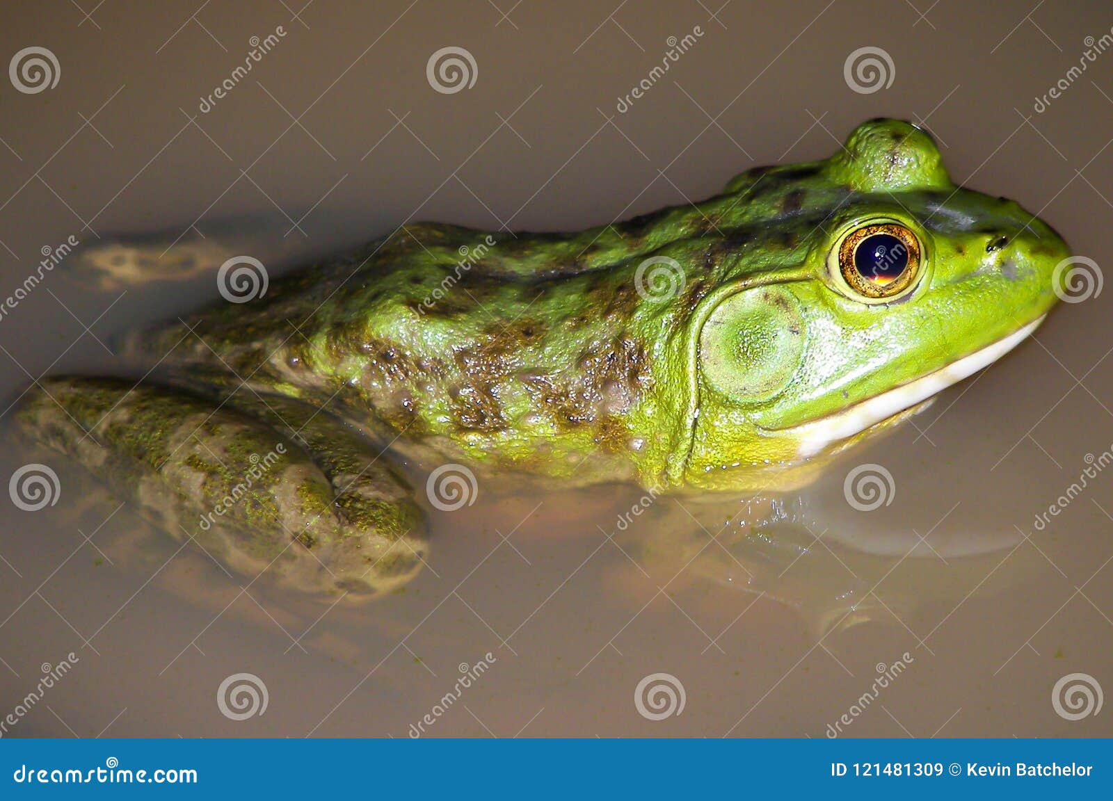 Bullfrog in a pond stock image. Image of animals, wild - 121481309