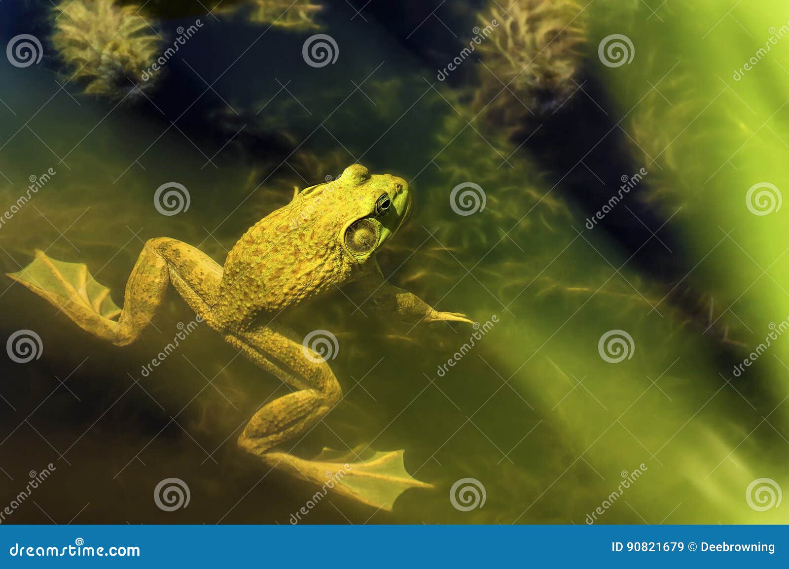 Bullfrog in a pond stock image. Image of rana, nature - 90821679