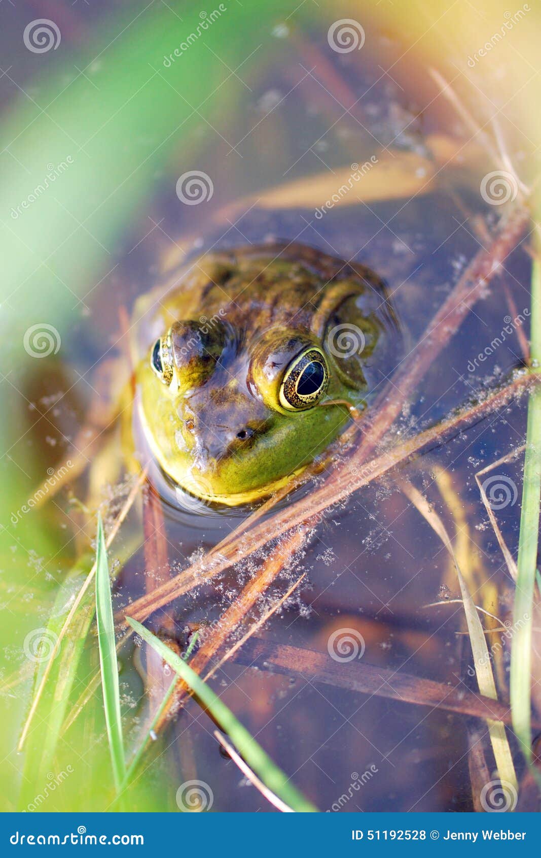 Bullfrog in a pond stock photo. Image of shallow, macro - 51192528