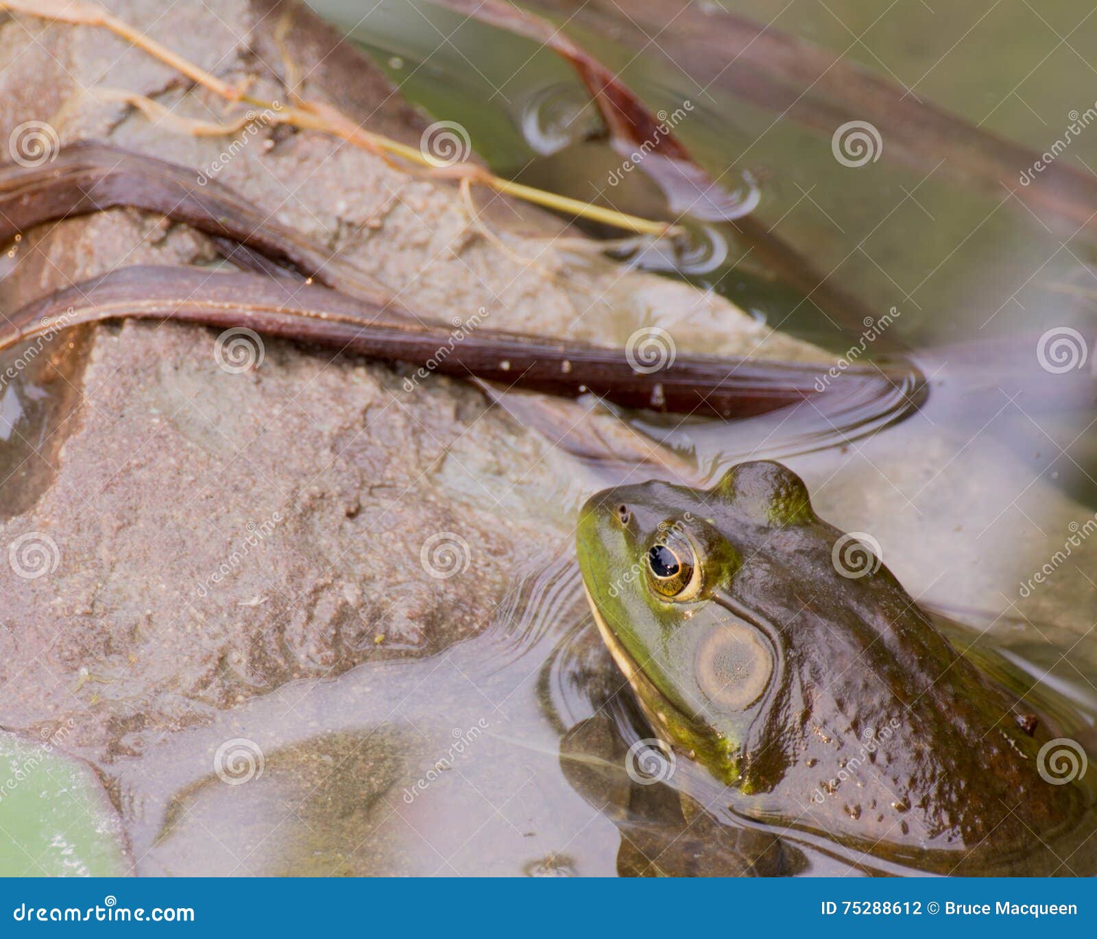 Bullfrog in a Pond in Summer Stock Photo - Image of summer, outdoors ...
