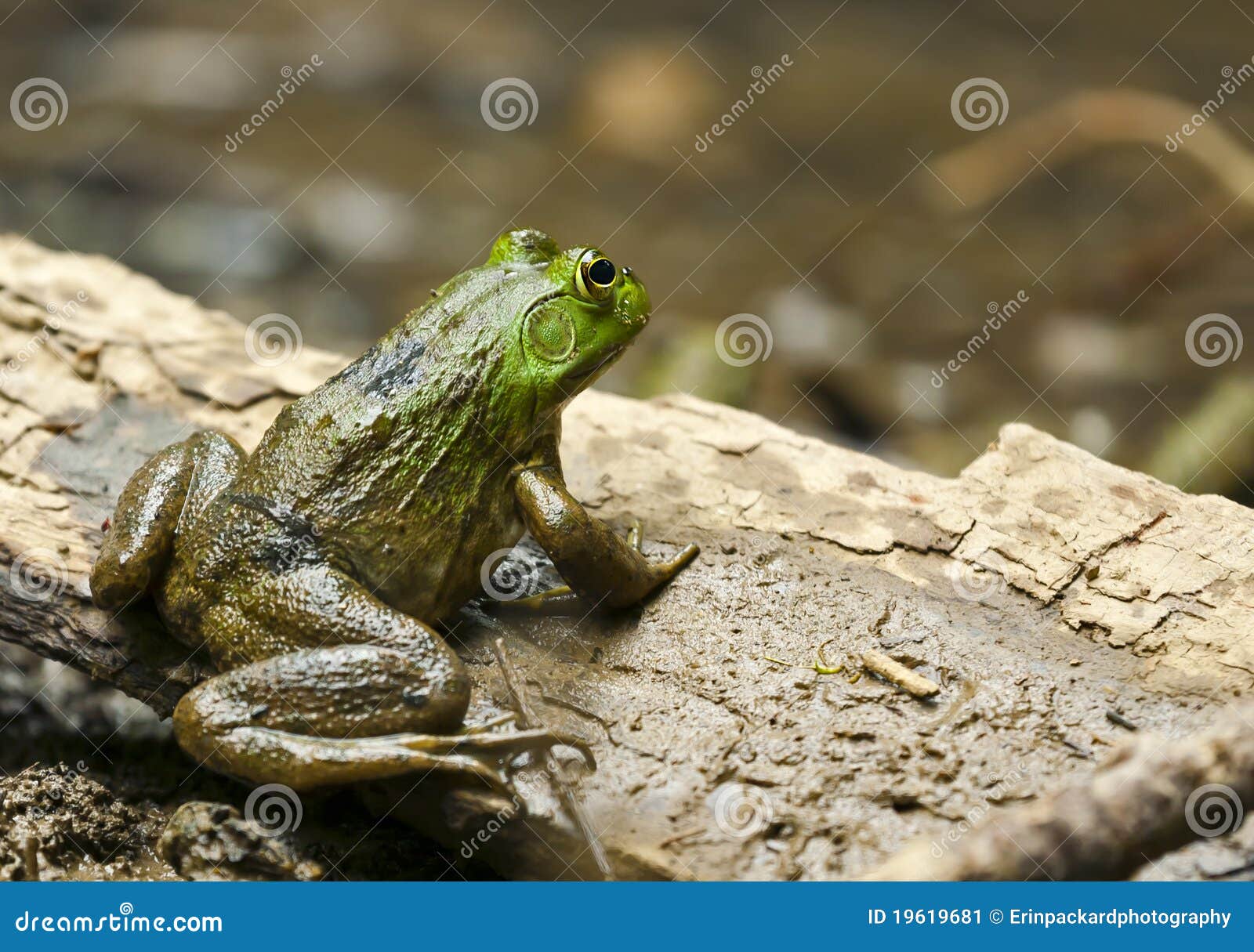 Bullfrog Resting on Bark stock image. Image of bullfrogs - 19619681
