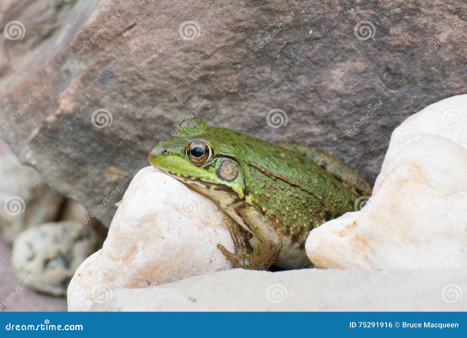 Bullfrog on a Rock stock photo. Image of marsh, outdoors - 75291916