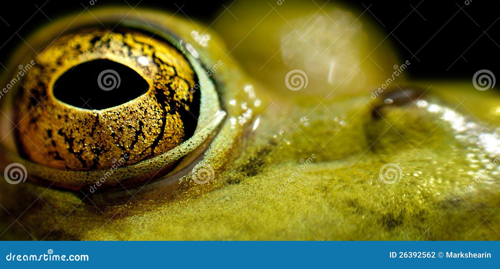 Bullfrog s eye stock photo. Image of macro, amphibian - 26392562