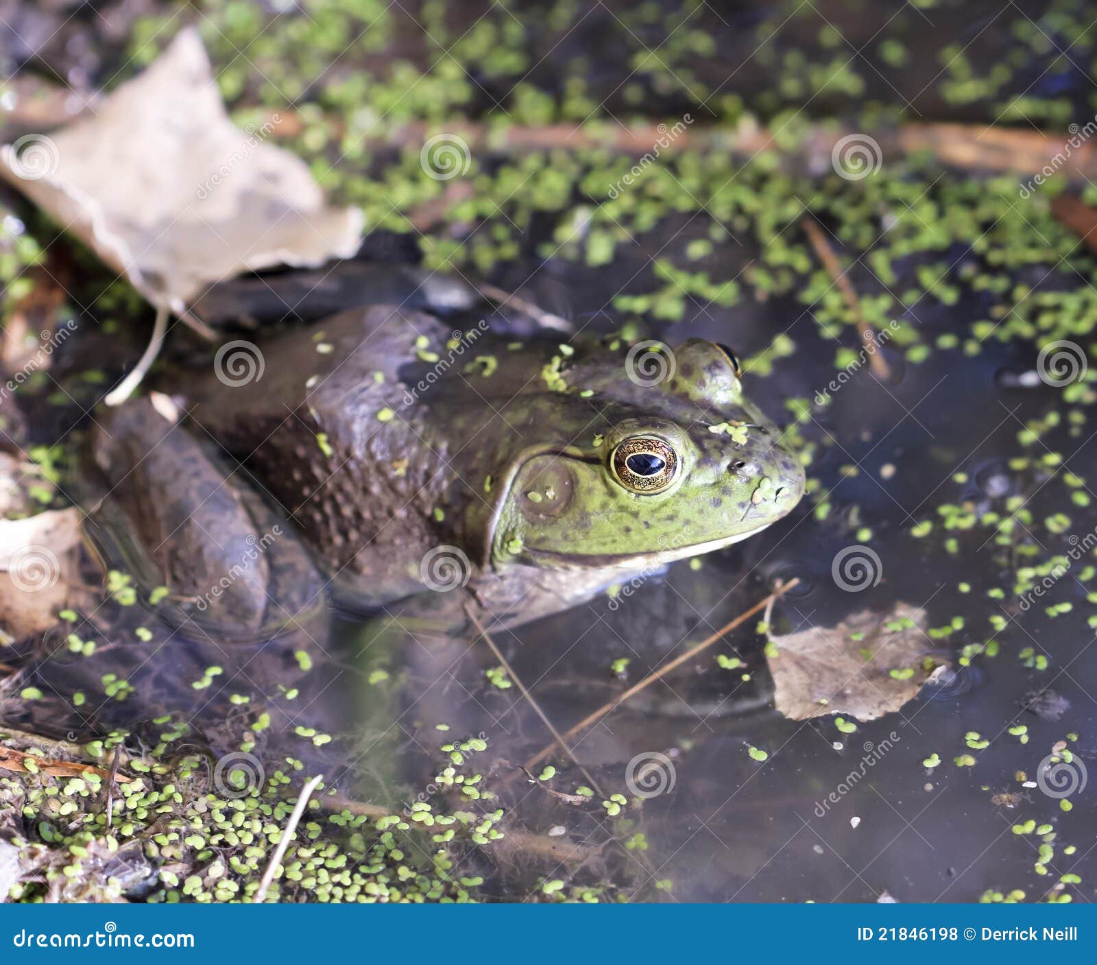 A Bullfrog in Shallow Water at the Edge of a Pond Stock Photo - Image ...