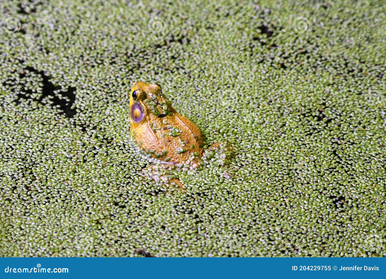 Bullfrog Sitting in Algae Bloom Pond Taken from Backside Stock Image ...