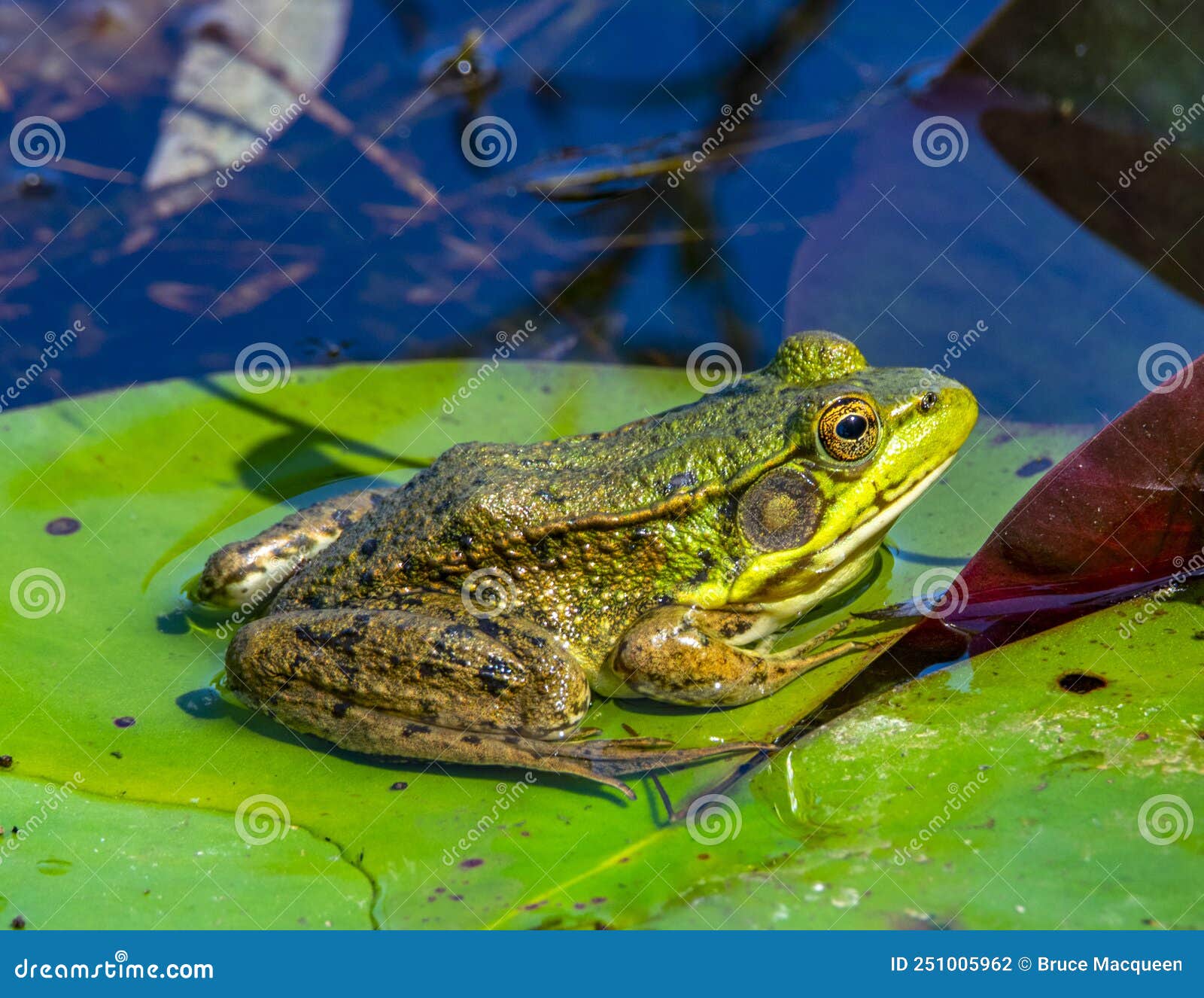 Bullfrog stock photo. Image of amphibian, wildlife, lily - 251005962