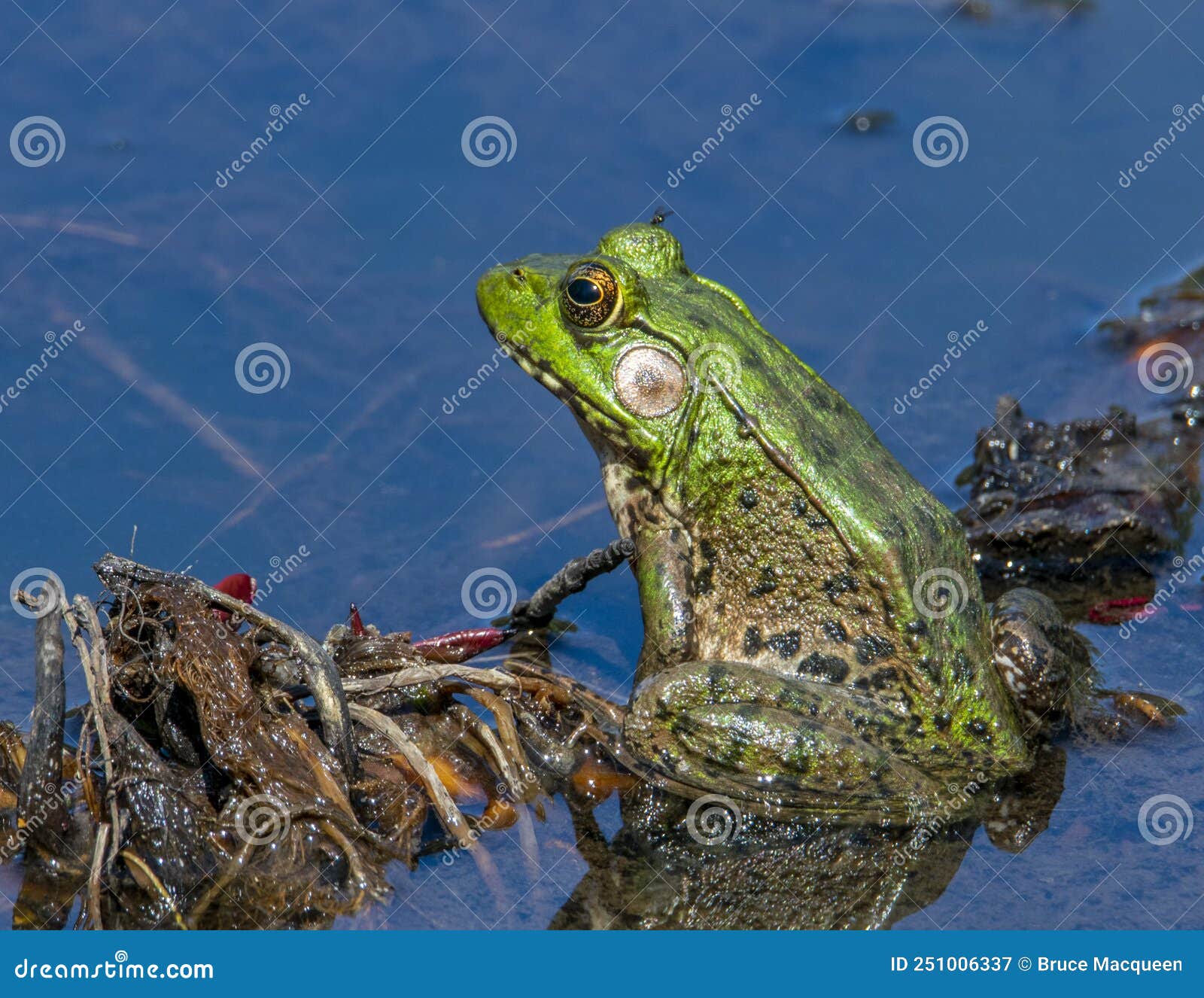 Bullfrog stock image. Image of bullfrog, amphibian, nature - 251006337