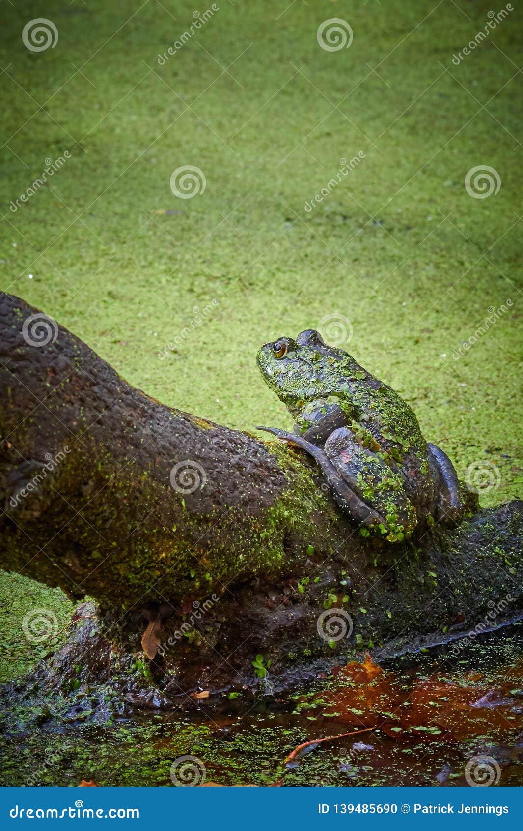 Bullfrog sitting on a Log stock photo. Image of eyes - 139485690
