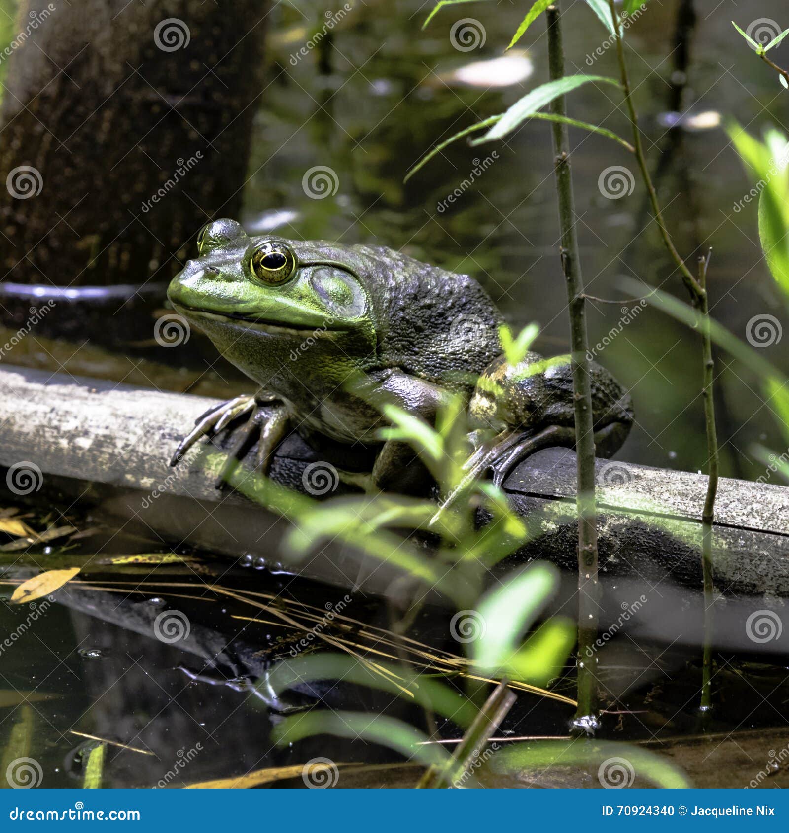 Bullfrog Sitting on a Log - Square Stock Photo - Image of amphibian ...