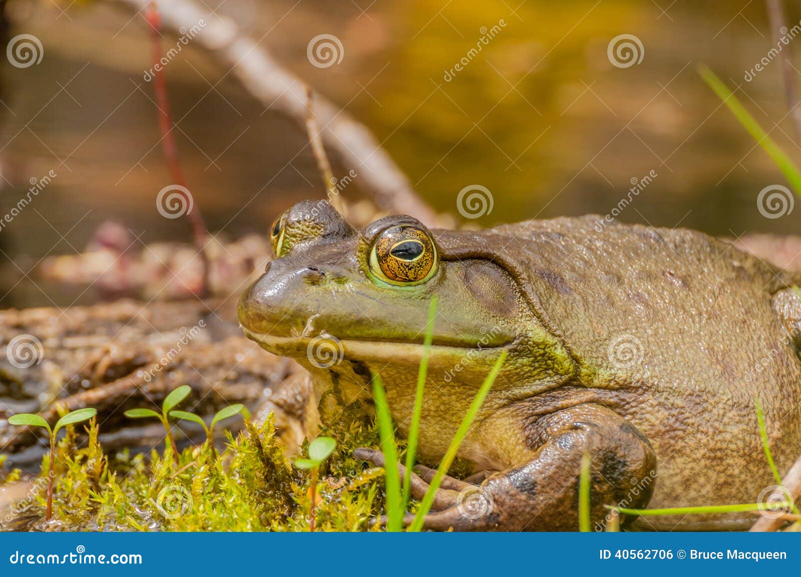 Bullfrog stock photo. Image of bullfrog, amphibian, nature - 40562706