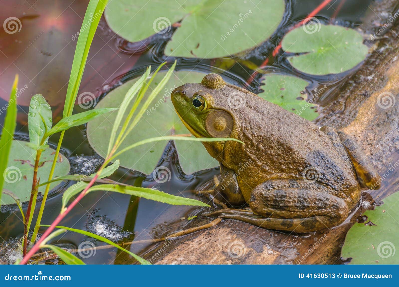 Bullfrog stock image. Image of frog, summer, sitting - 41630513