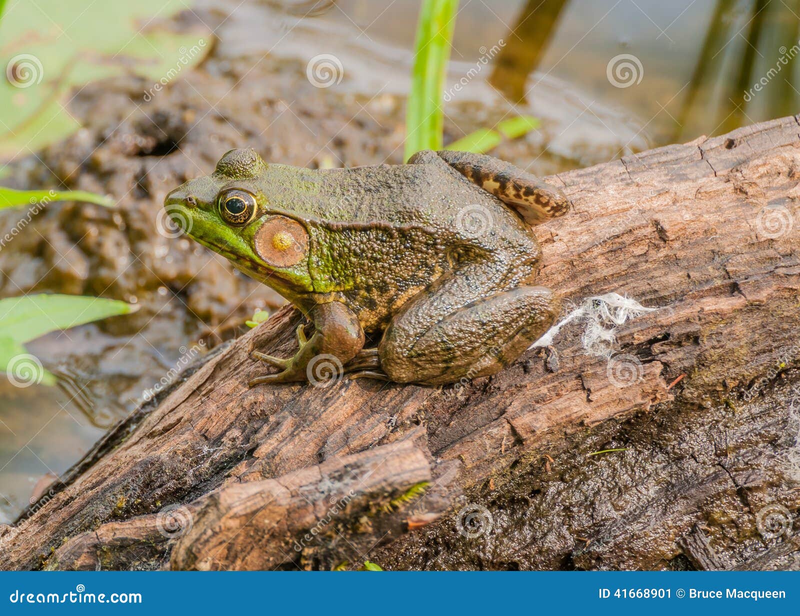 Bullfrog stock image. Image of amphibian, outdoors, sitting - 41668901