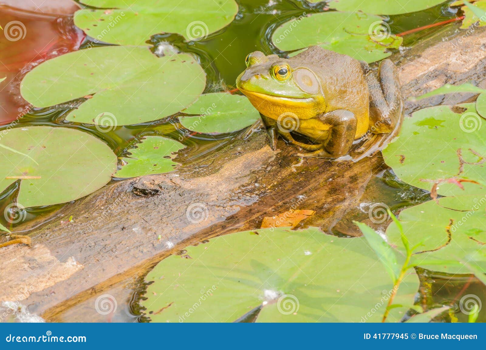 Bullfrog stock image. Image of bullfrog, marsh, nature - 41777945