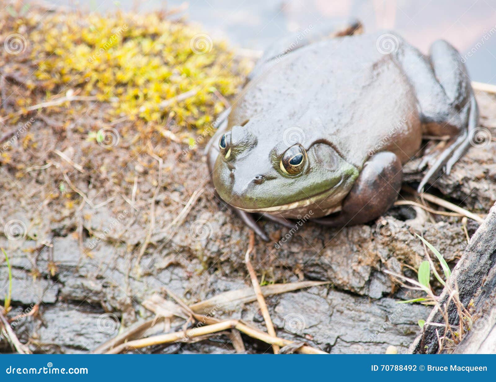 Bullfrog Sitting on a Log stock photo. Image of animal - 70788492