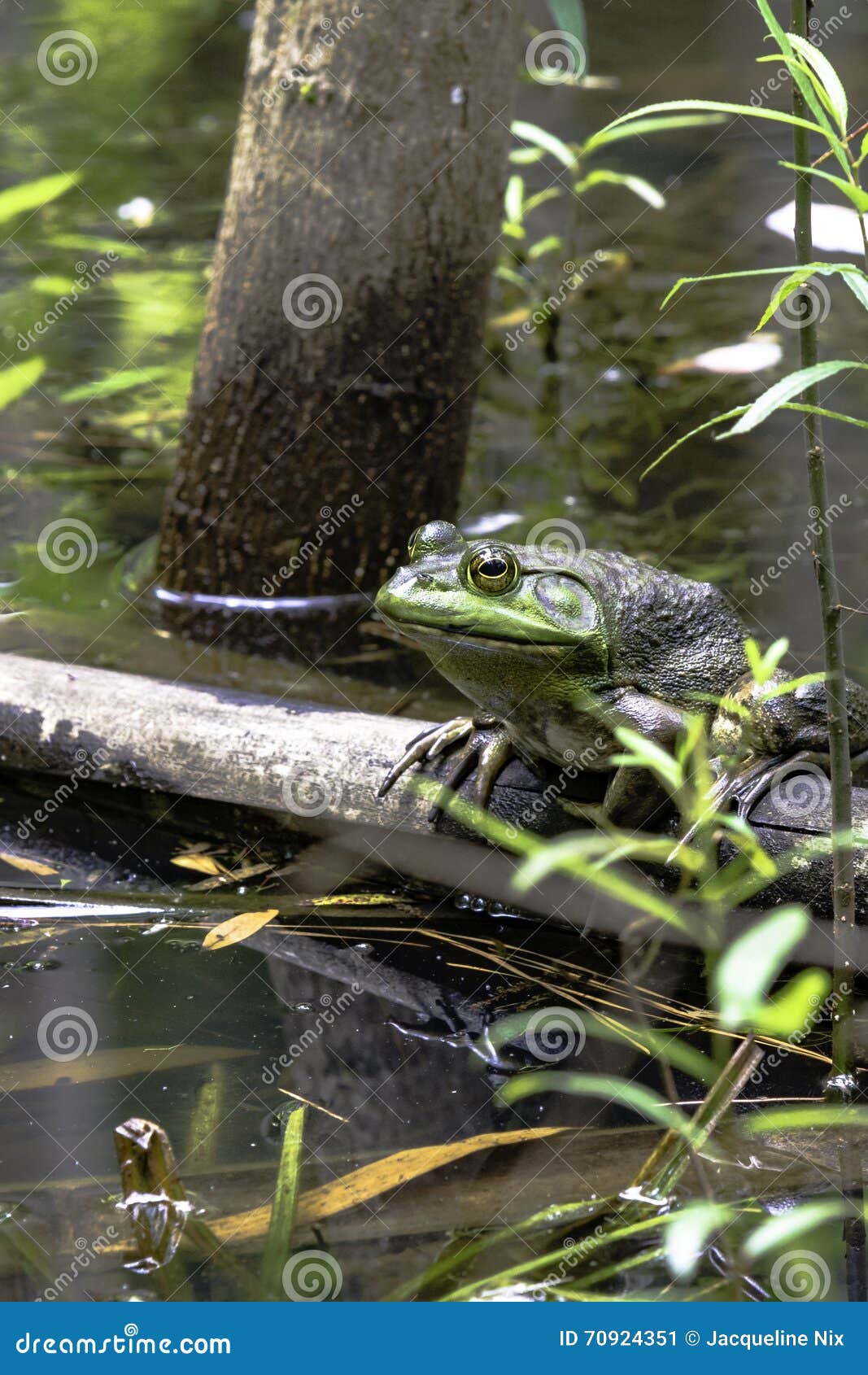 Bullfrog Sitting on a Log - Vertical Stock Image - Image of pond ...