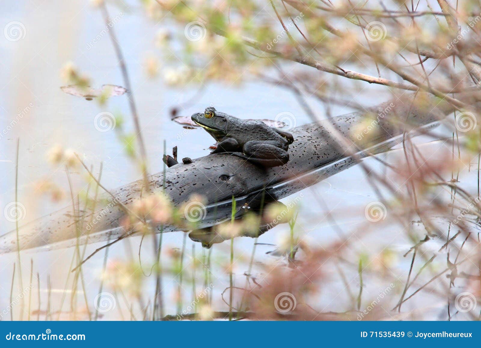 Bullfrog sitting on a log stock image. Image of spring - 71535439