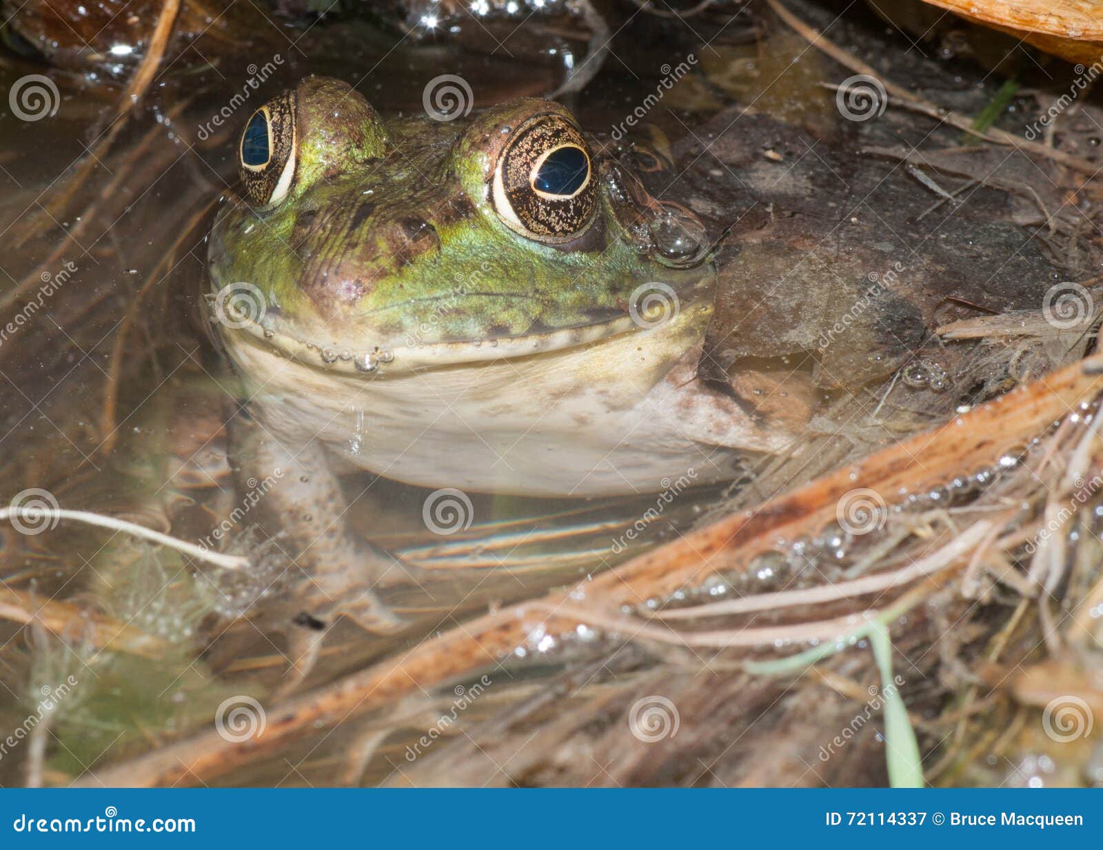 Bullfrog Sitting in a Swamp Stock Image - Image of frog, nature: 72114337