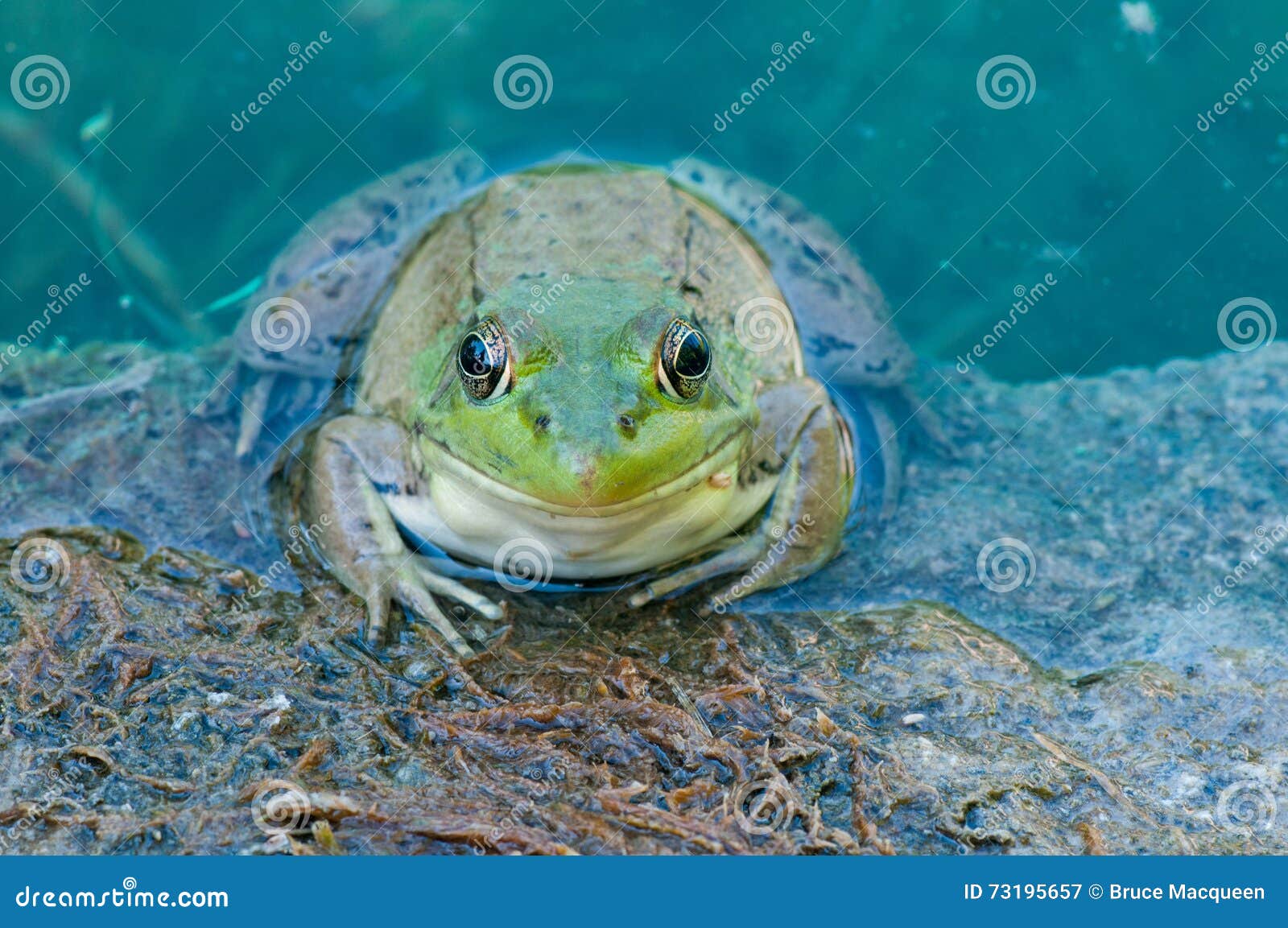 Bullfrog Sitting in a Swamp. Stock Image - Image of outdoors, marsh ...