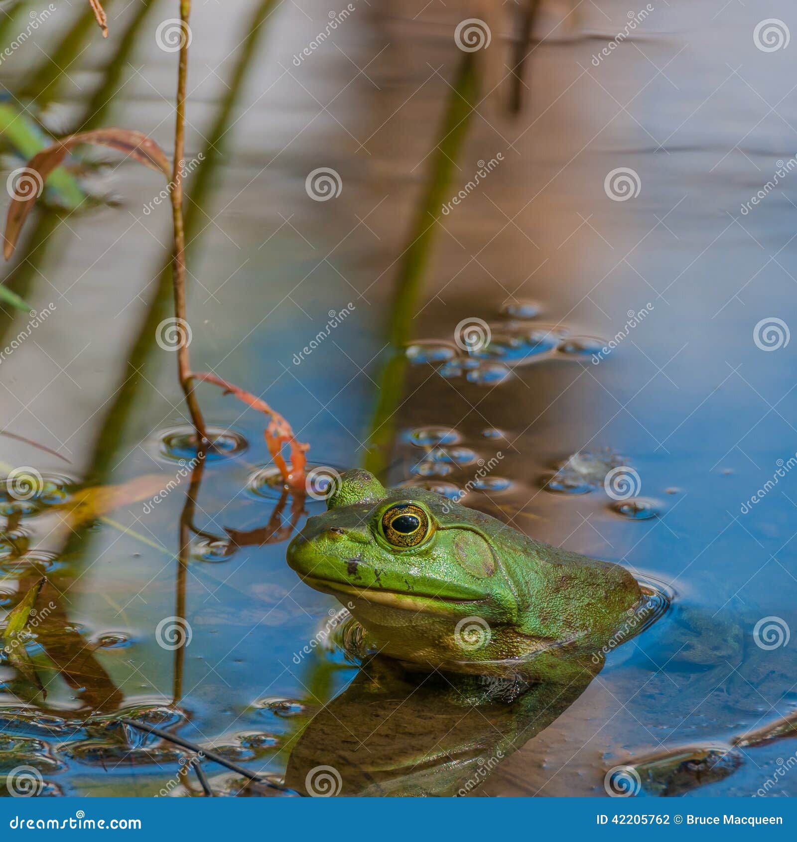 Bullfrog stock photo. Image of animal, bullfrog, outdoors - 42205762