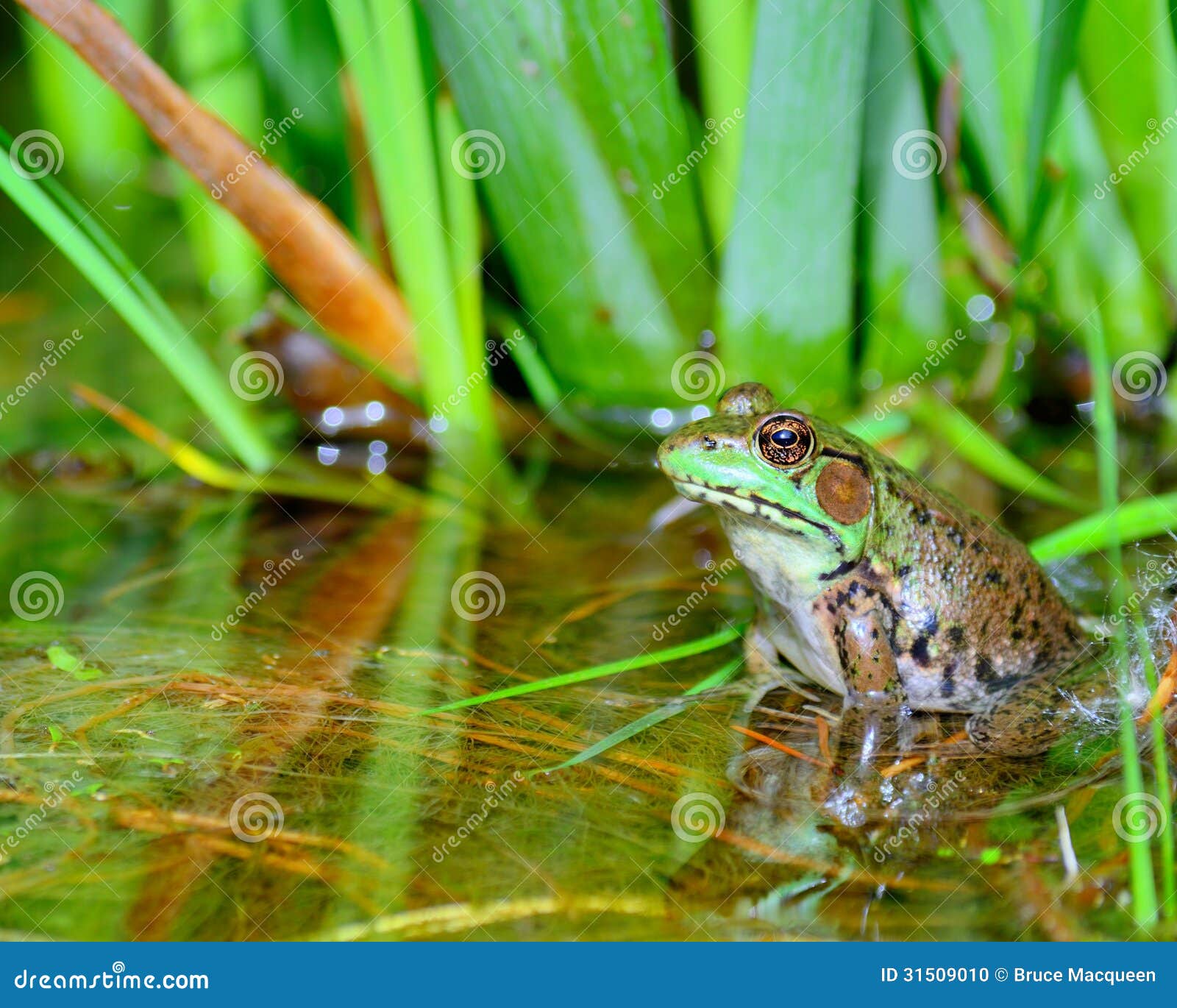 Bullfrog stock photo. Image of frog, animal, outdoors - 31509010