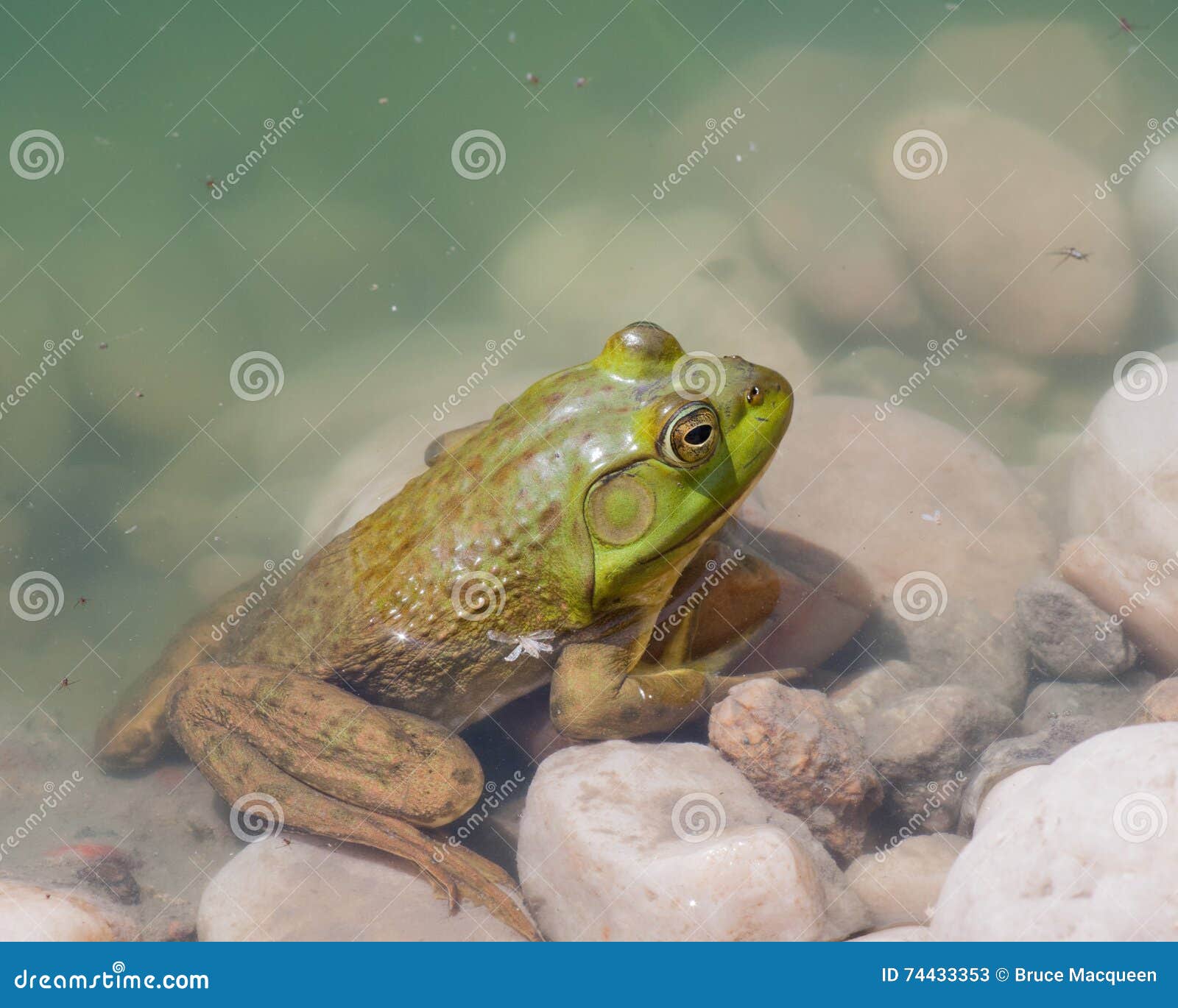Bullfrog stock image. Image of wildlife, outdoors, nature - 74433353