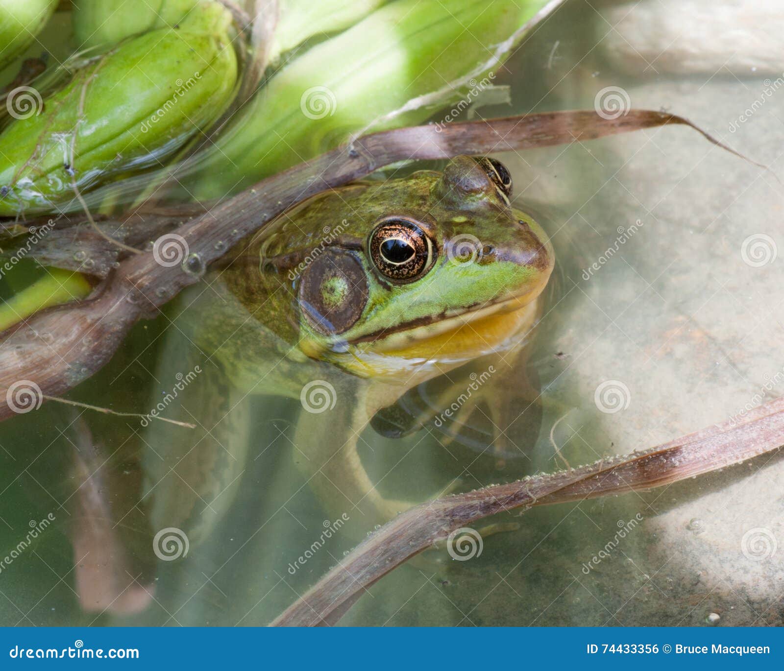 Bullfrog stock photo. Image of frog, amphibian, pond - 74433356