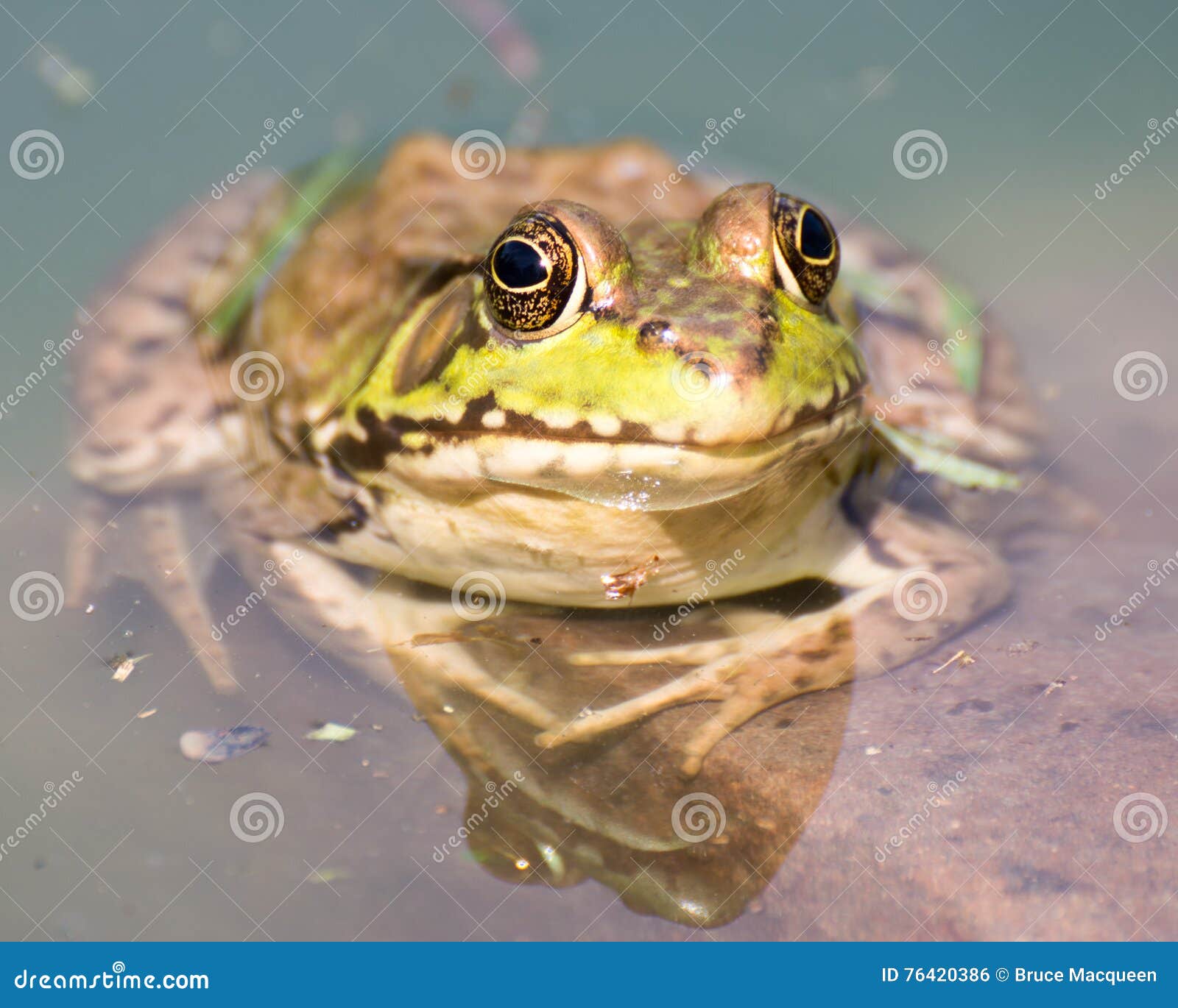 Bullfrog Sitting in the Water in a Swamp. Stock Photo - Image of nature ...