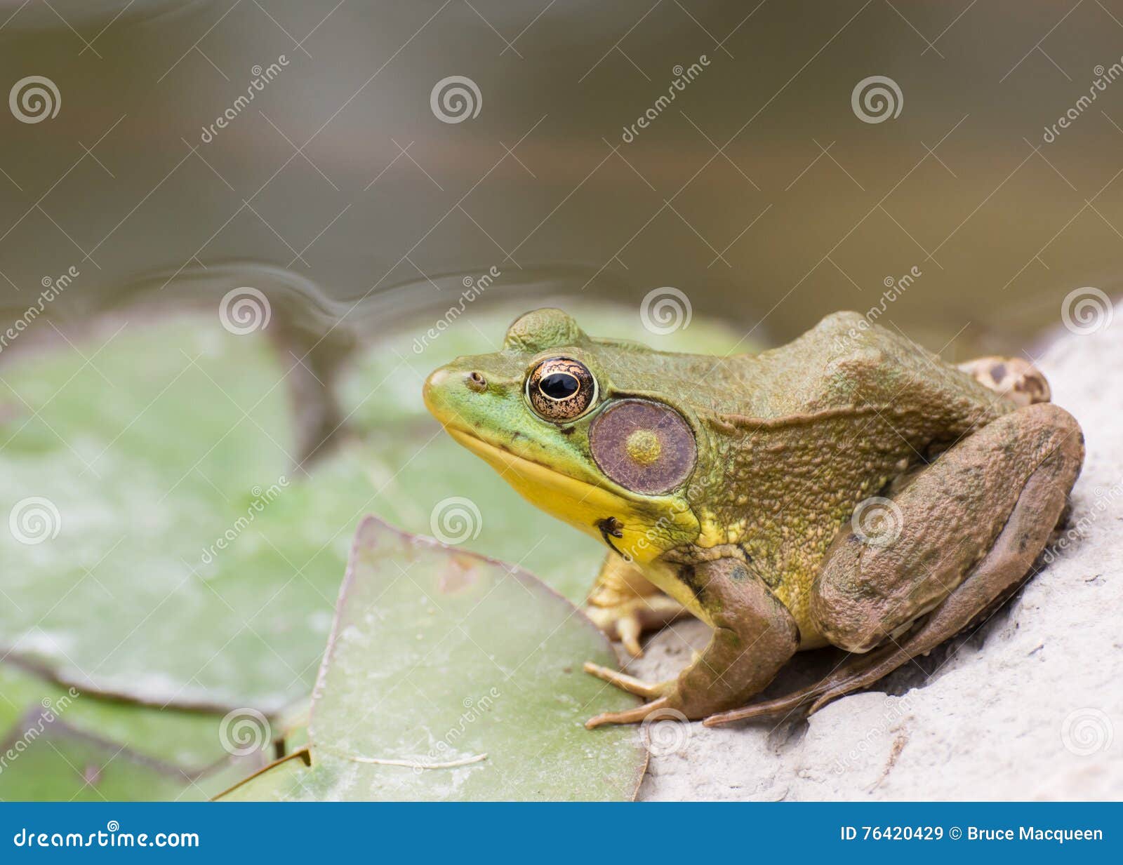 Bullfrog Sitting in the Water in a Swamp. Stock Image - Image of ...