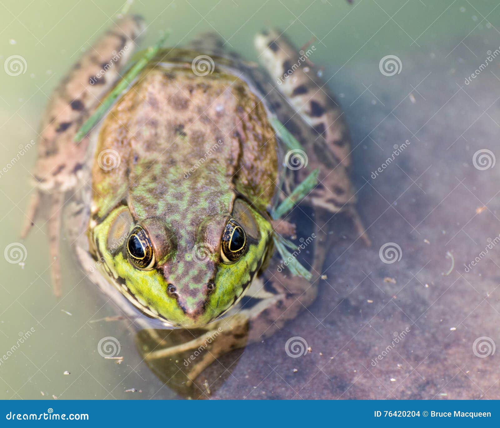 Bullfrog Sitting in the Water in a Swamp. Stock Photo - Image of ...