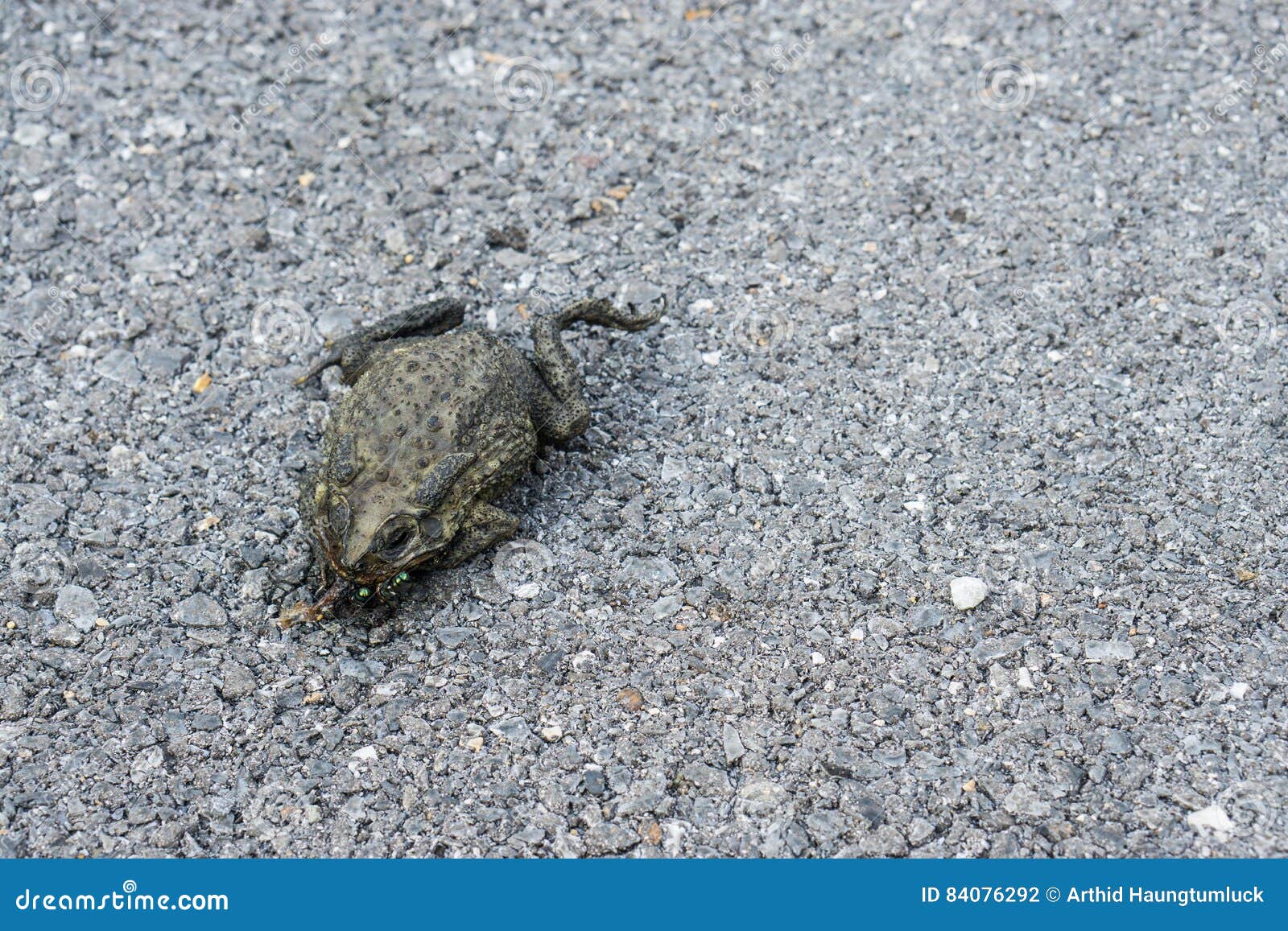 Bullfrog on the street stock photo. Image of sits, animal - 84076292