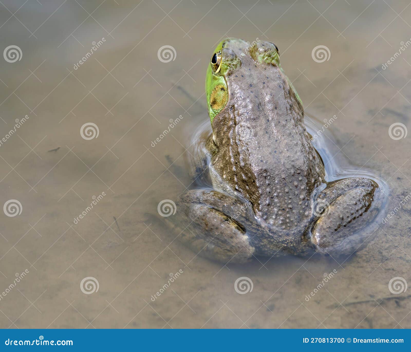 Bullfrog in Water stock photo. Image of outdoors, animal - 270813700