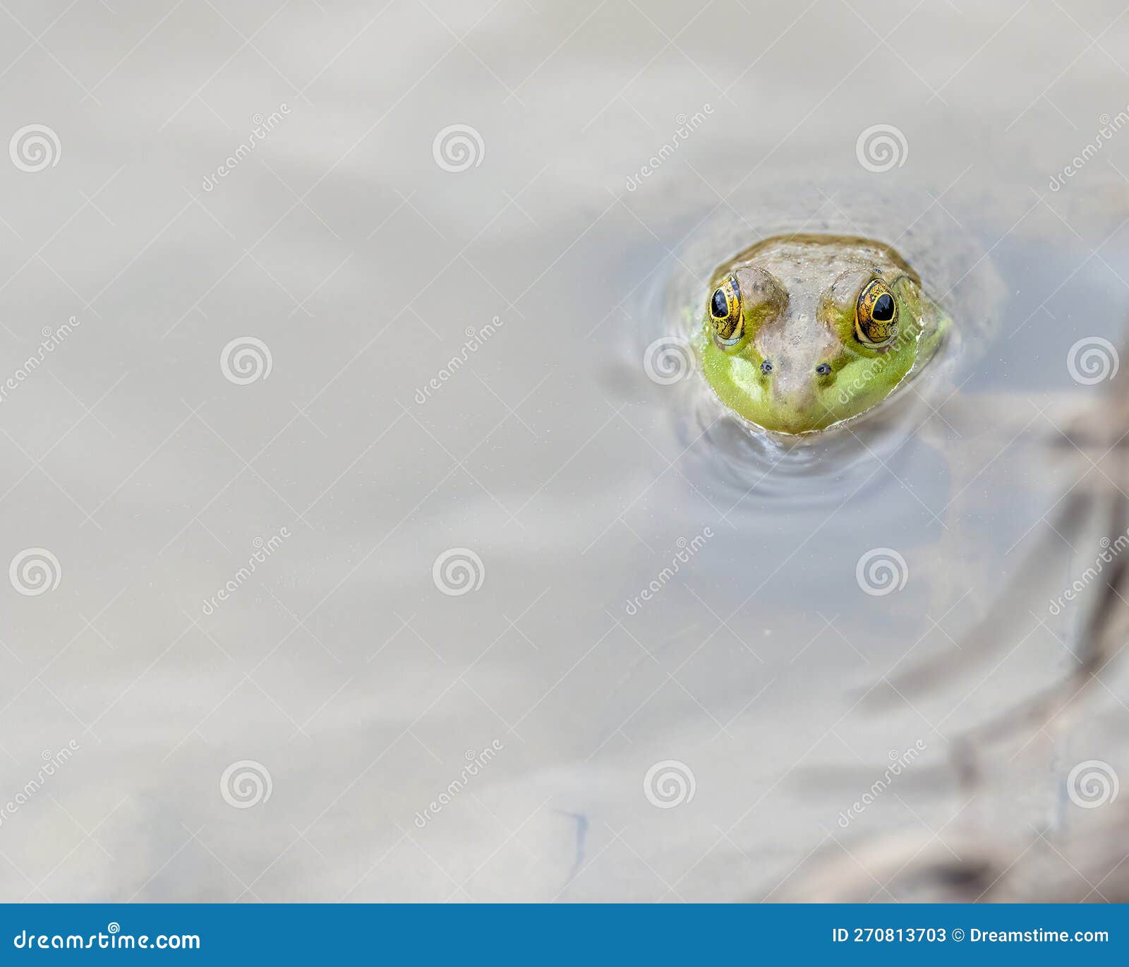 Bullfrog in Water stock image. Image of animal, amphibian - 270813703