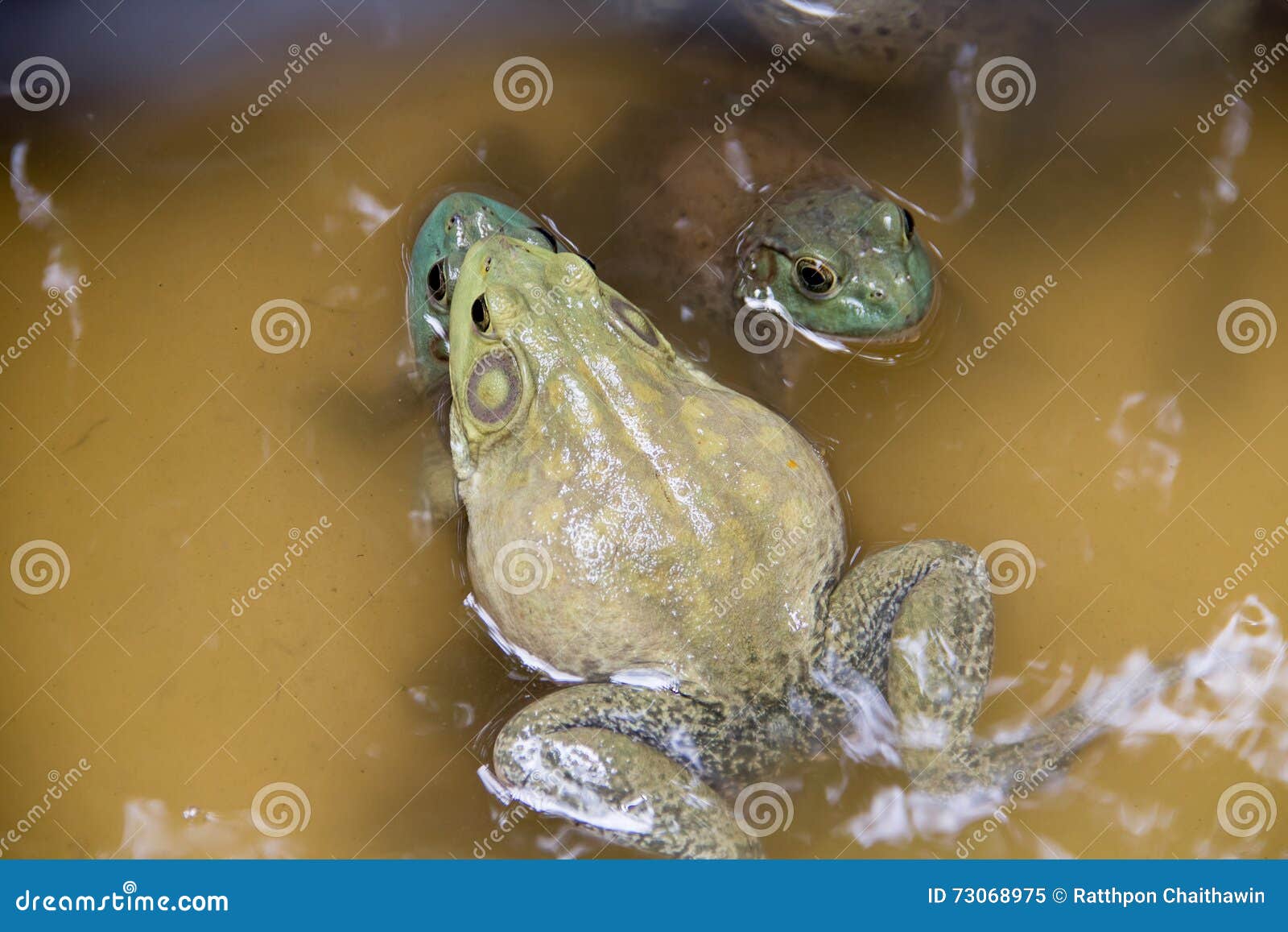 Bullfrogs breeding stock image. Image of pond, wildlife - 73068975