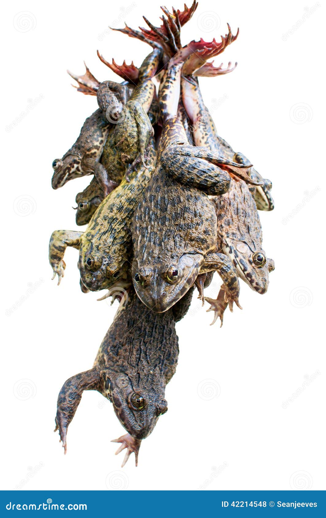 Bullfrogs stock photo. Image of foot, arboreal, eyes - 42214548