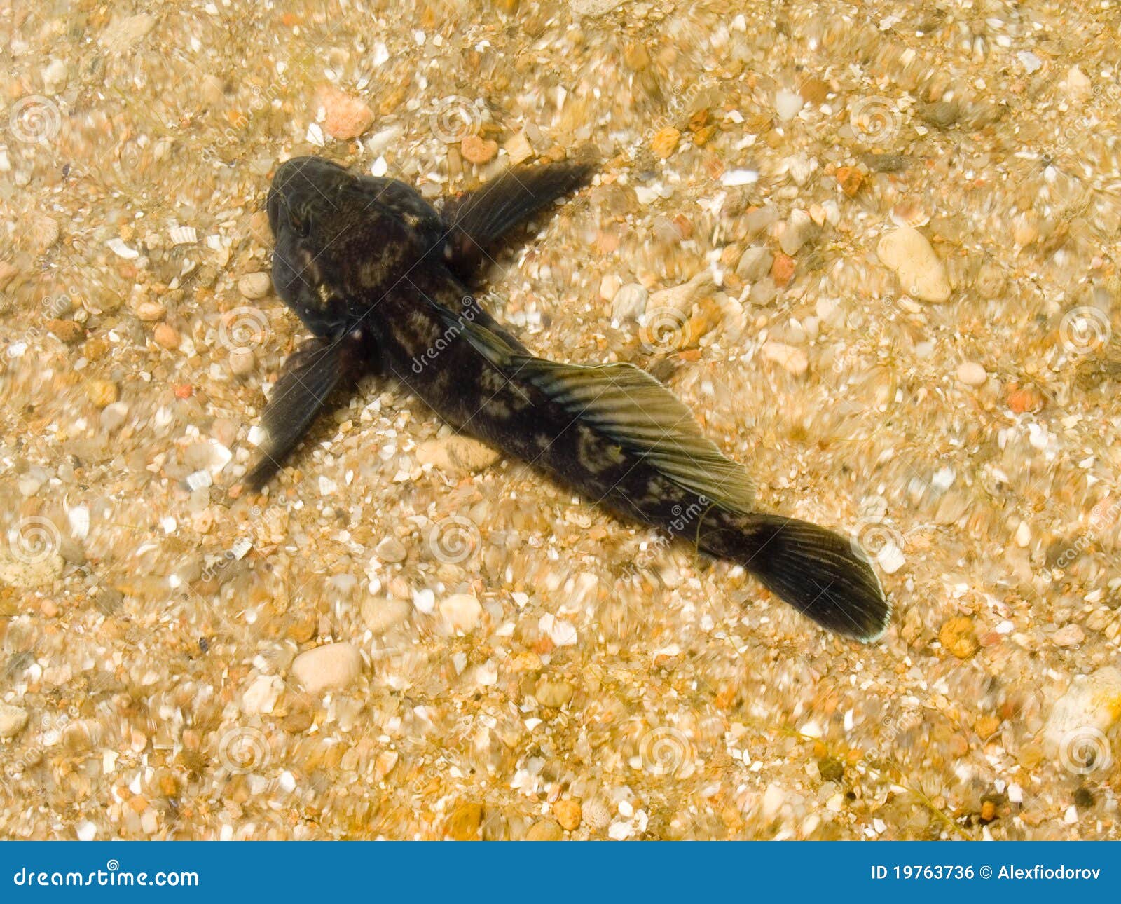 Bullhead. stock photo. Image of yellow, seabed, bottom - 19763736