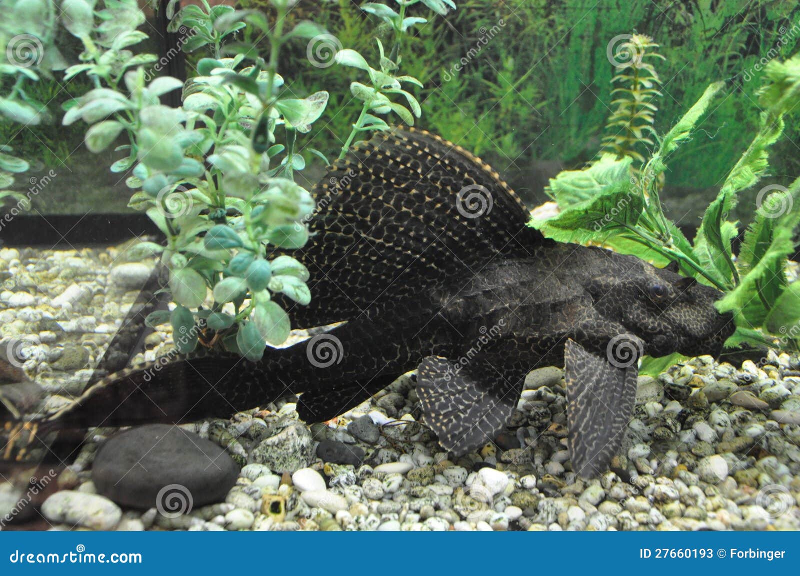 Bullhead stock image. Image of domestic, catfish, gibbiceps - 27660193