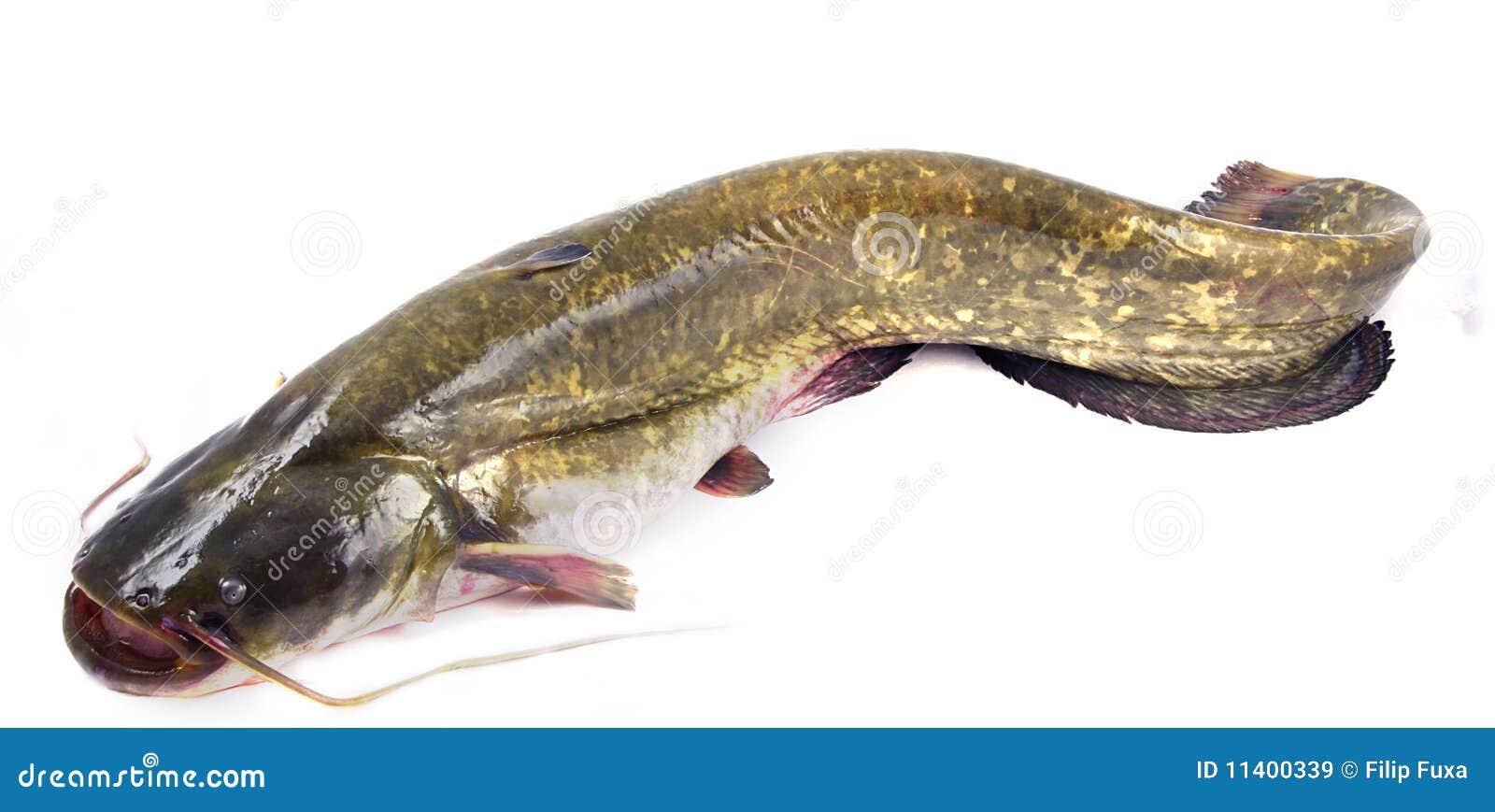 Bullhead fish stock image. Image of fishing, catch, fisherman - 11400339
