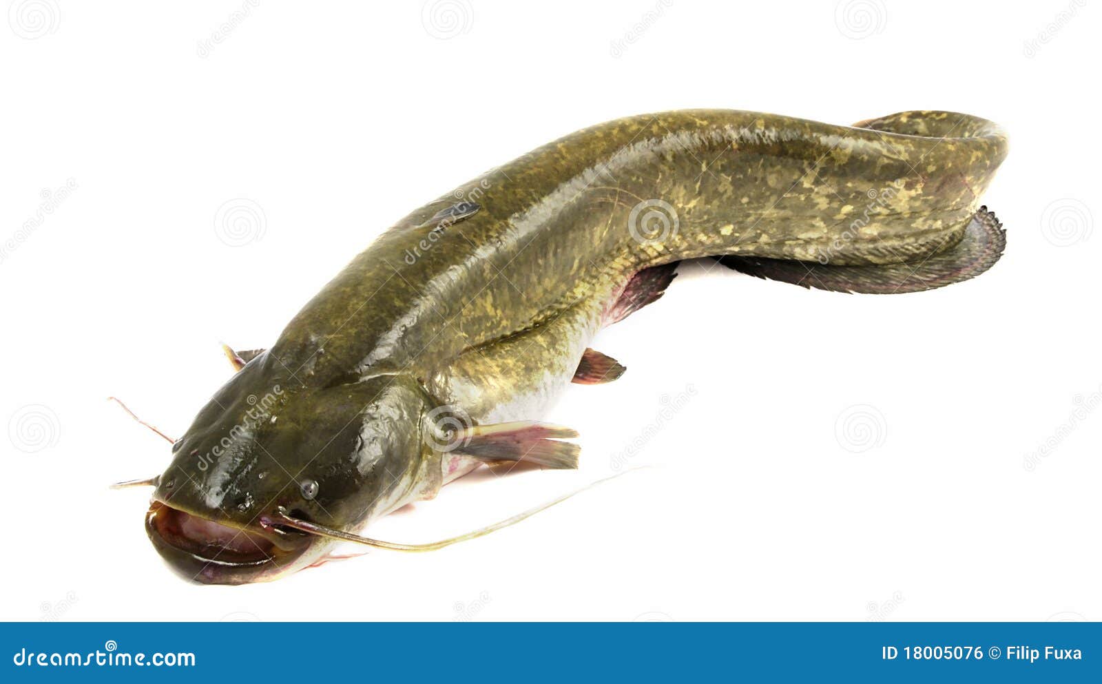 Bullhead fish stock photo. Image of white, sheatfish - 18005076