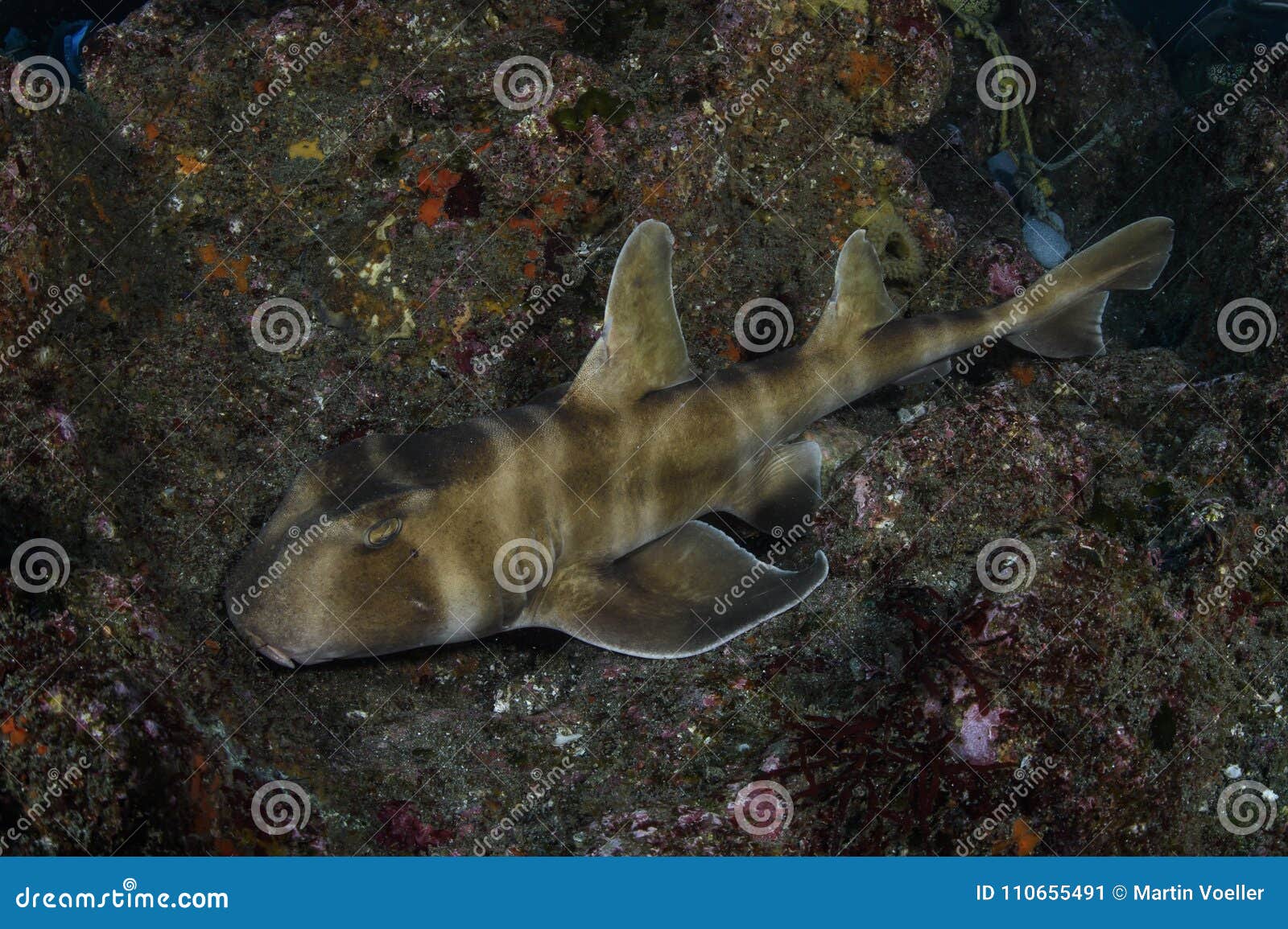 Bullhead Shark Sleeping in Japan Stock Image - Image of diving, marine ...
