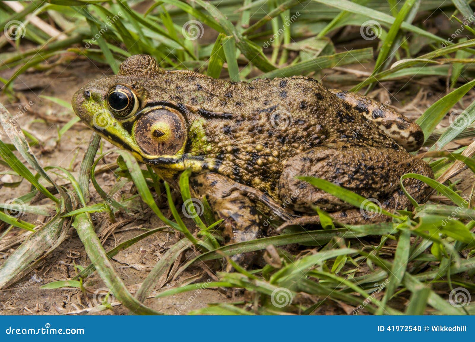 Bulll Frog stock photo. Image of legs, wildlife, slimy - 41972540
